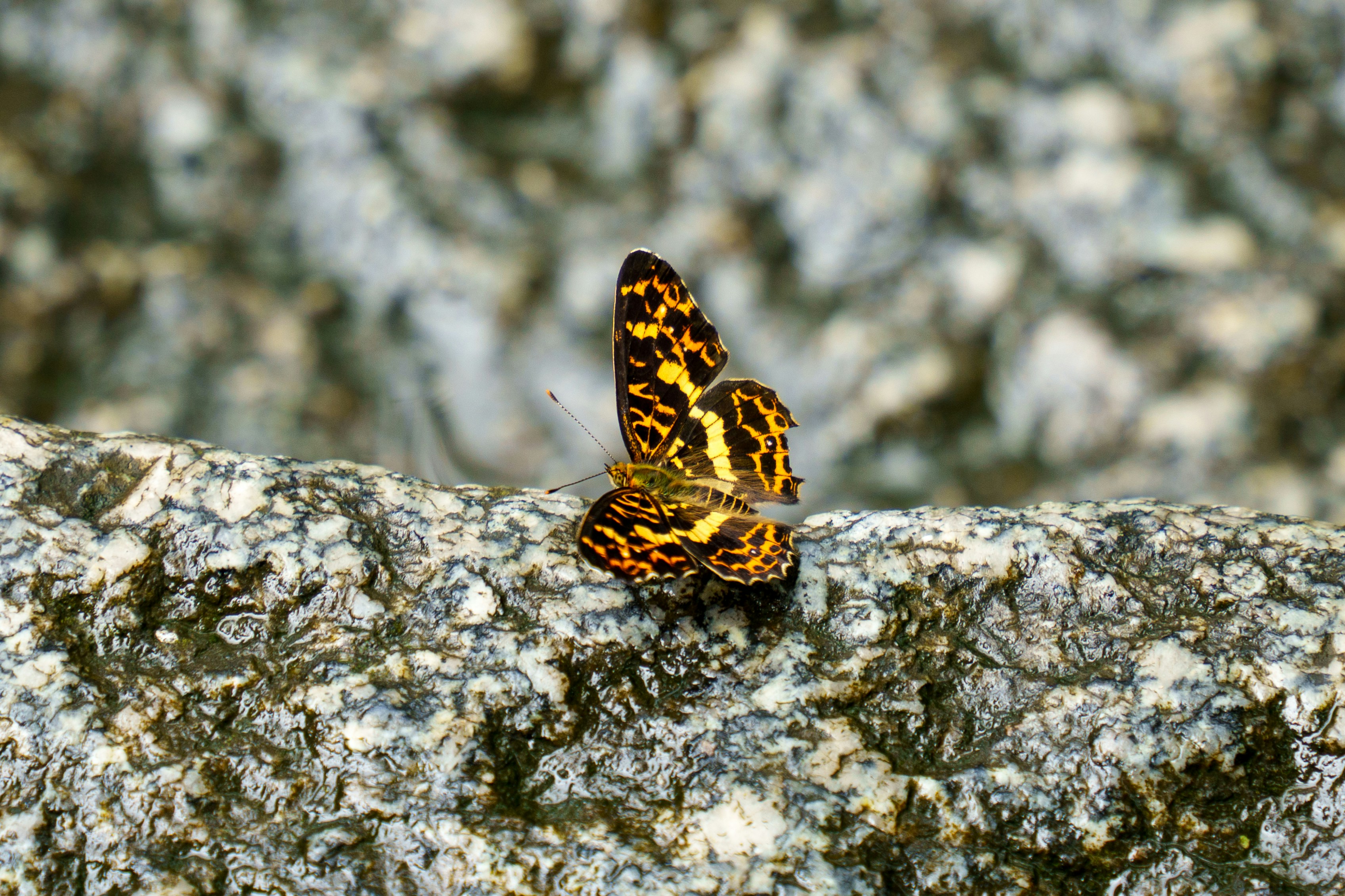 Golden-speckled butterfly perched on weathered stone