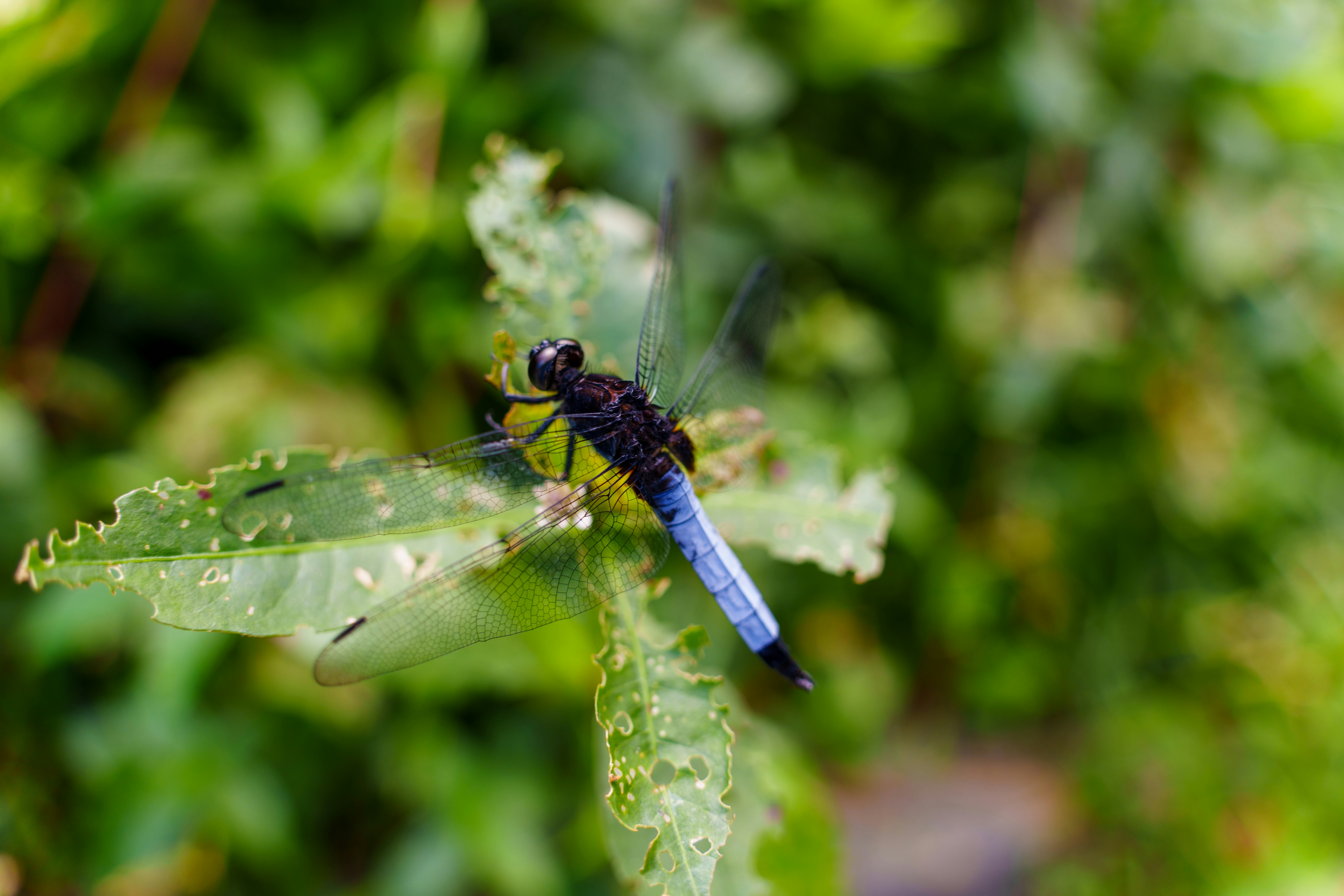 Azure-tipped Odonata: a dragonfly perched on serrated green leaves