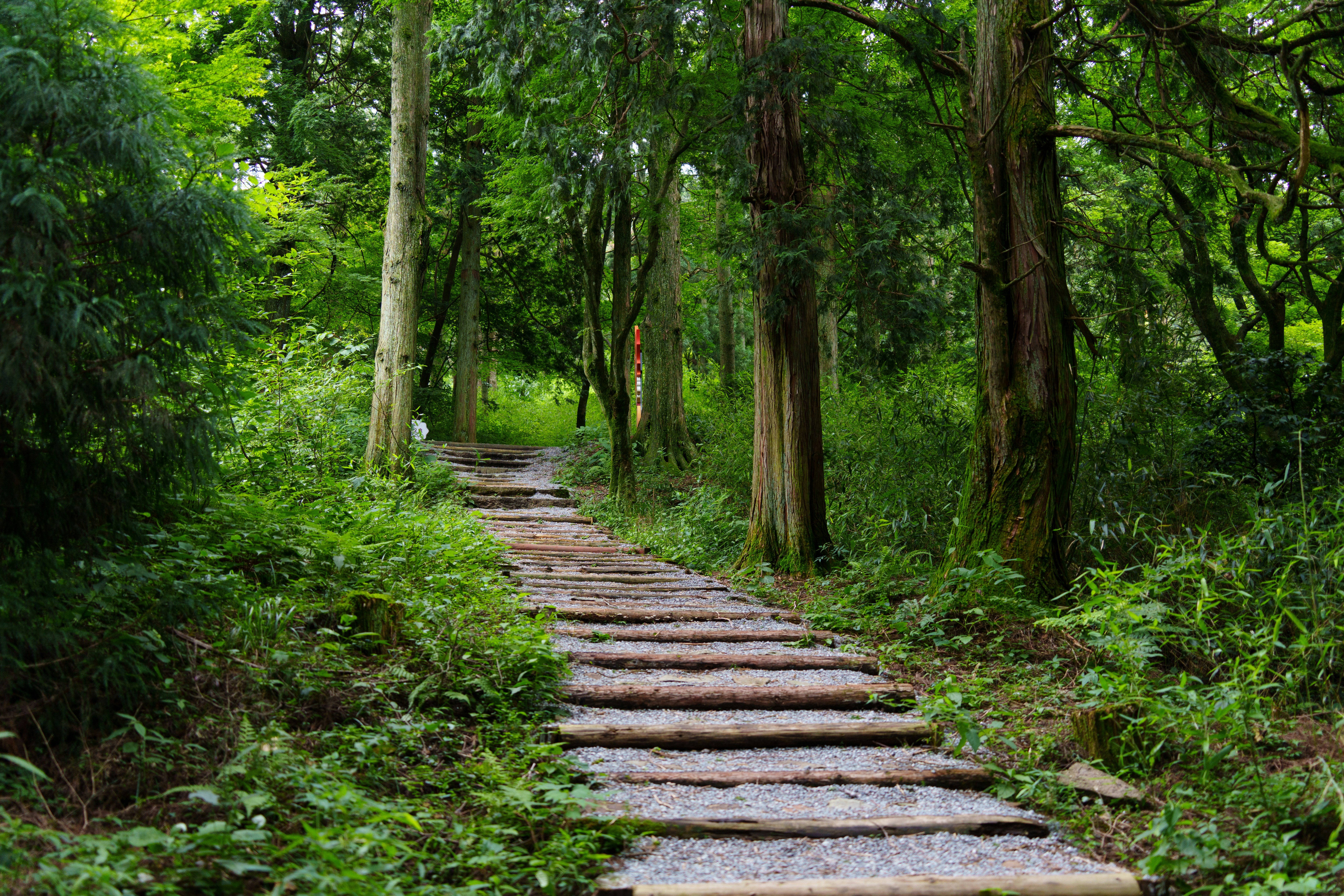 Forest Staircase: A Quiet Path through Verdant Steps