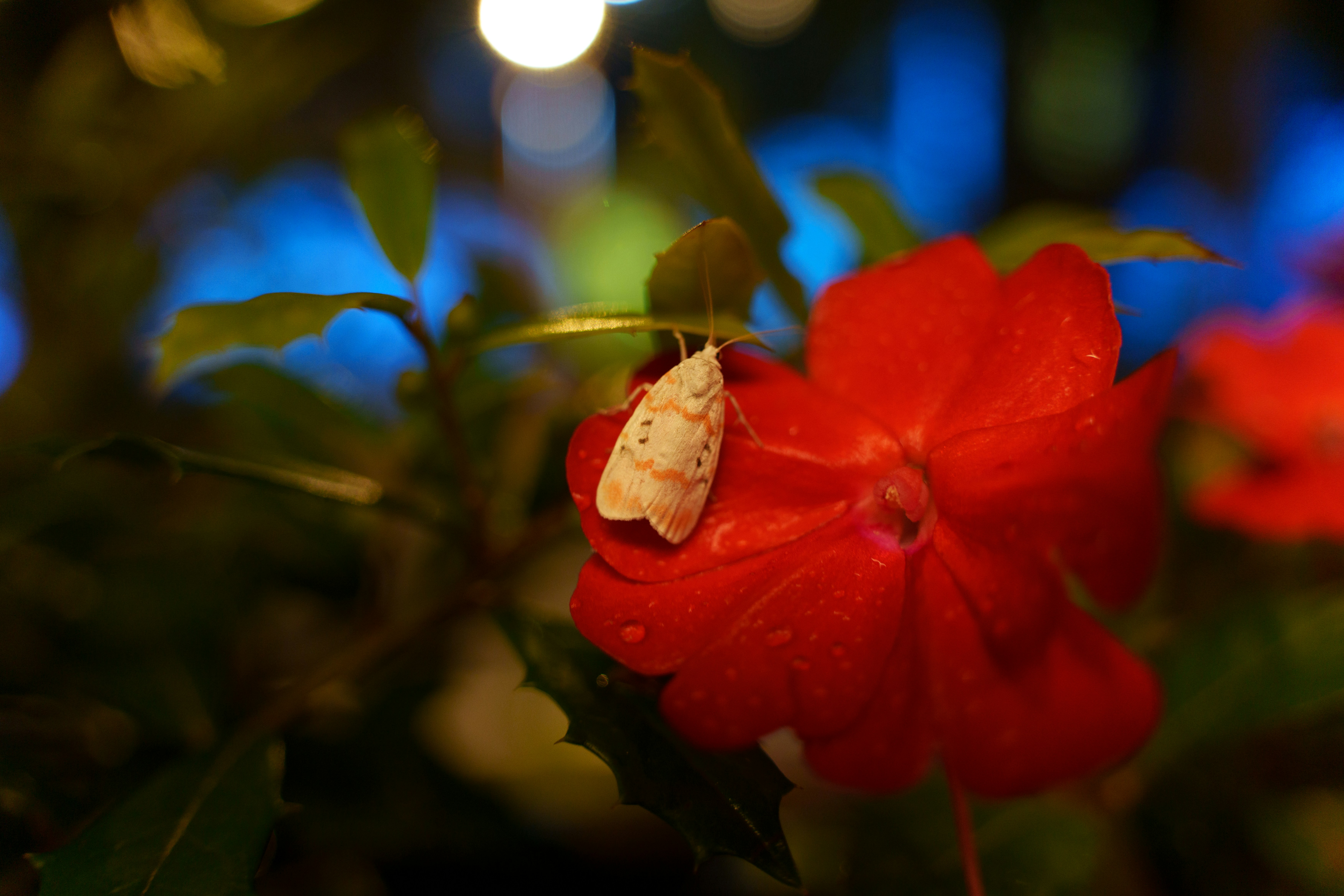 Delicate Moth on a Crimson Bloom Under Evening Glow