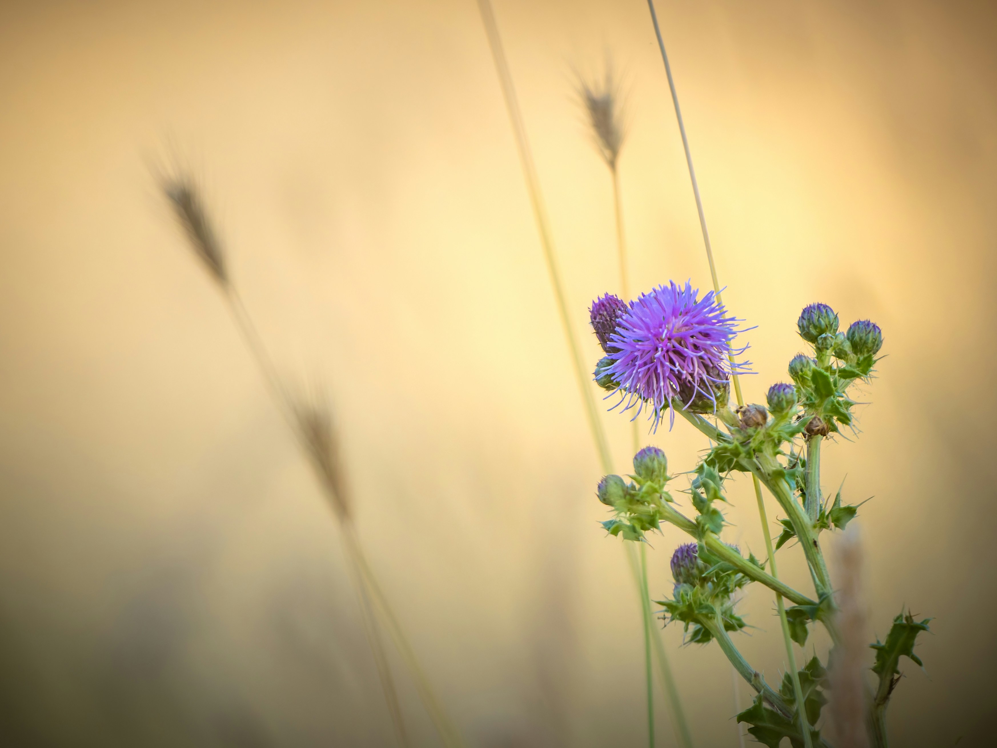 Purple thistle bloom stands in sharp focus against a soft, golden background of grasses.