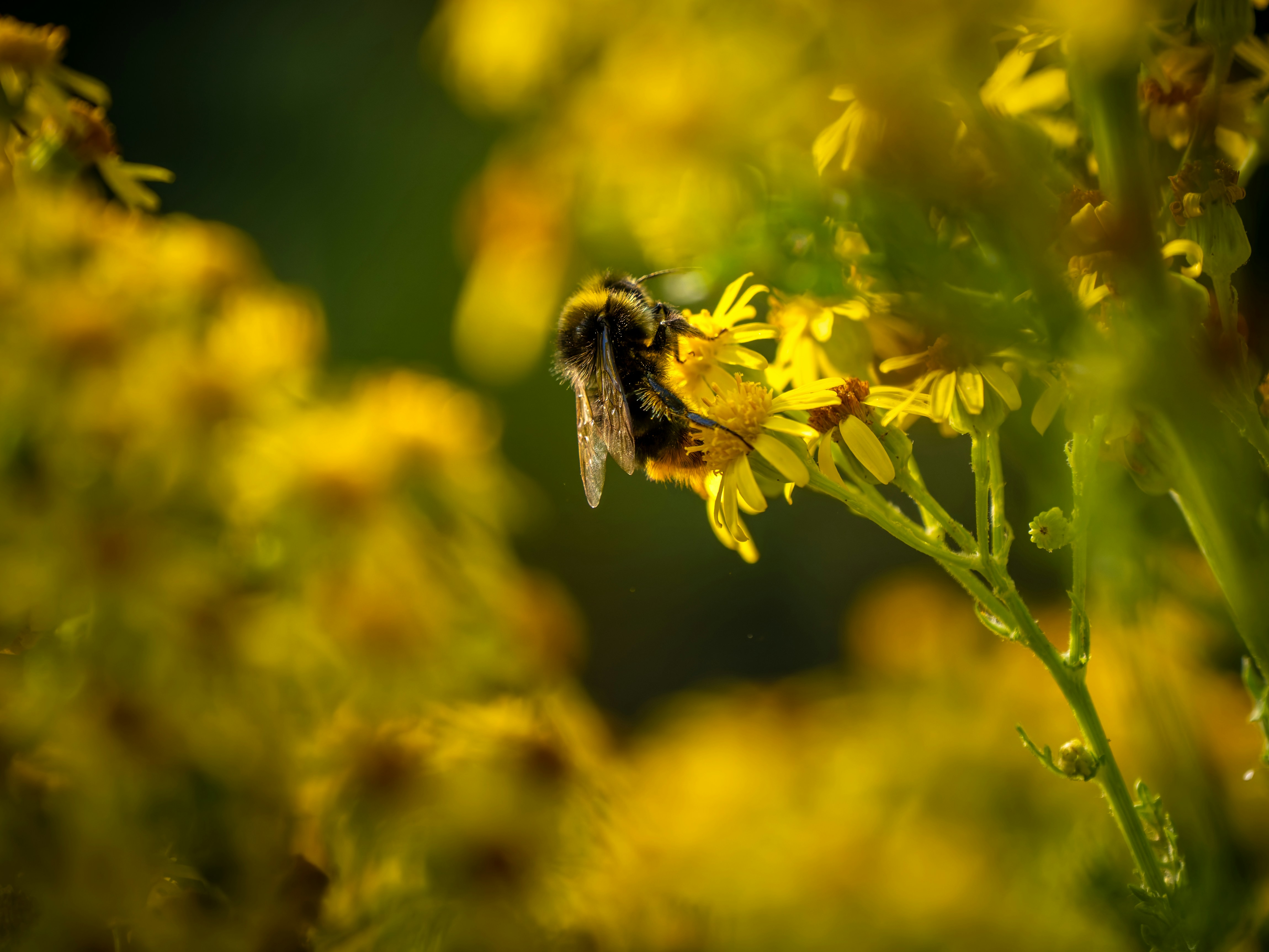 A close-up of a bee perched on a yellow flower amid a field of warm, sunlit blooms. The scene emphasizes depth with a softly blurred background, capturing a moment of pollination. Logo/branding not present.