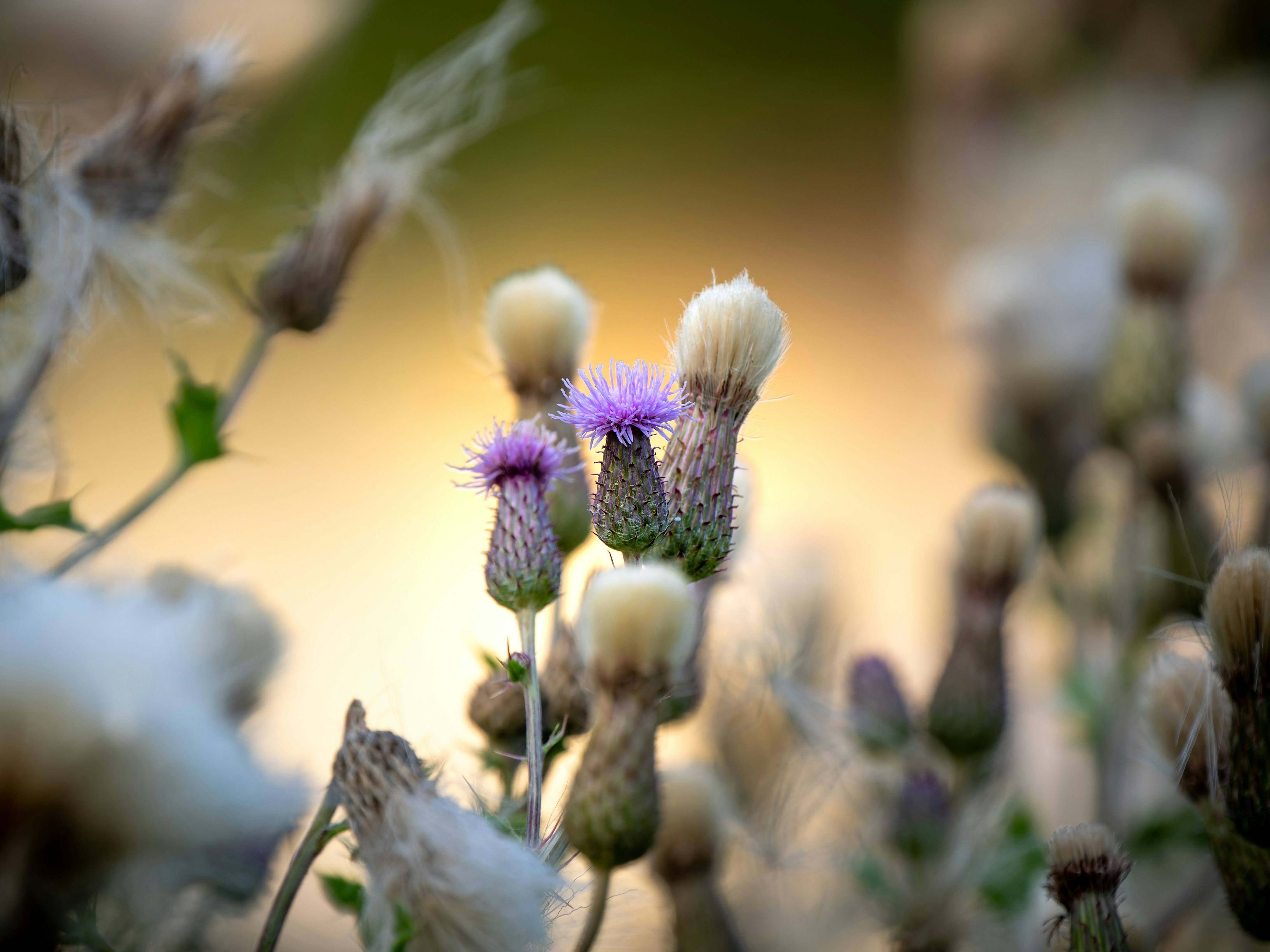 Close-up of small purple flowers standing among fuzzy buds with a warm golden bokeh background.