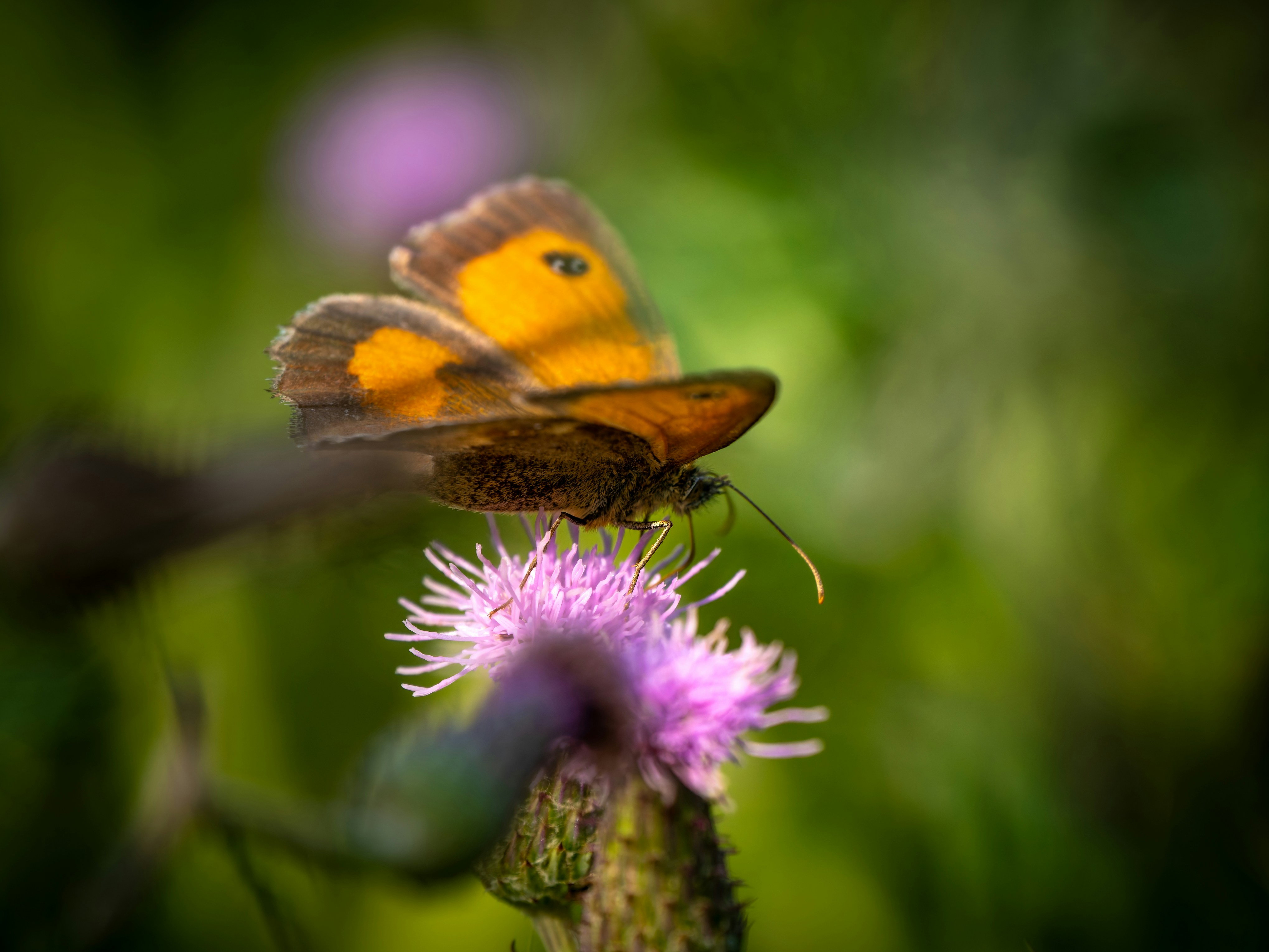 Vivid orange butterfly perched on a purple flower with a green, blurred garden background.
