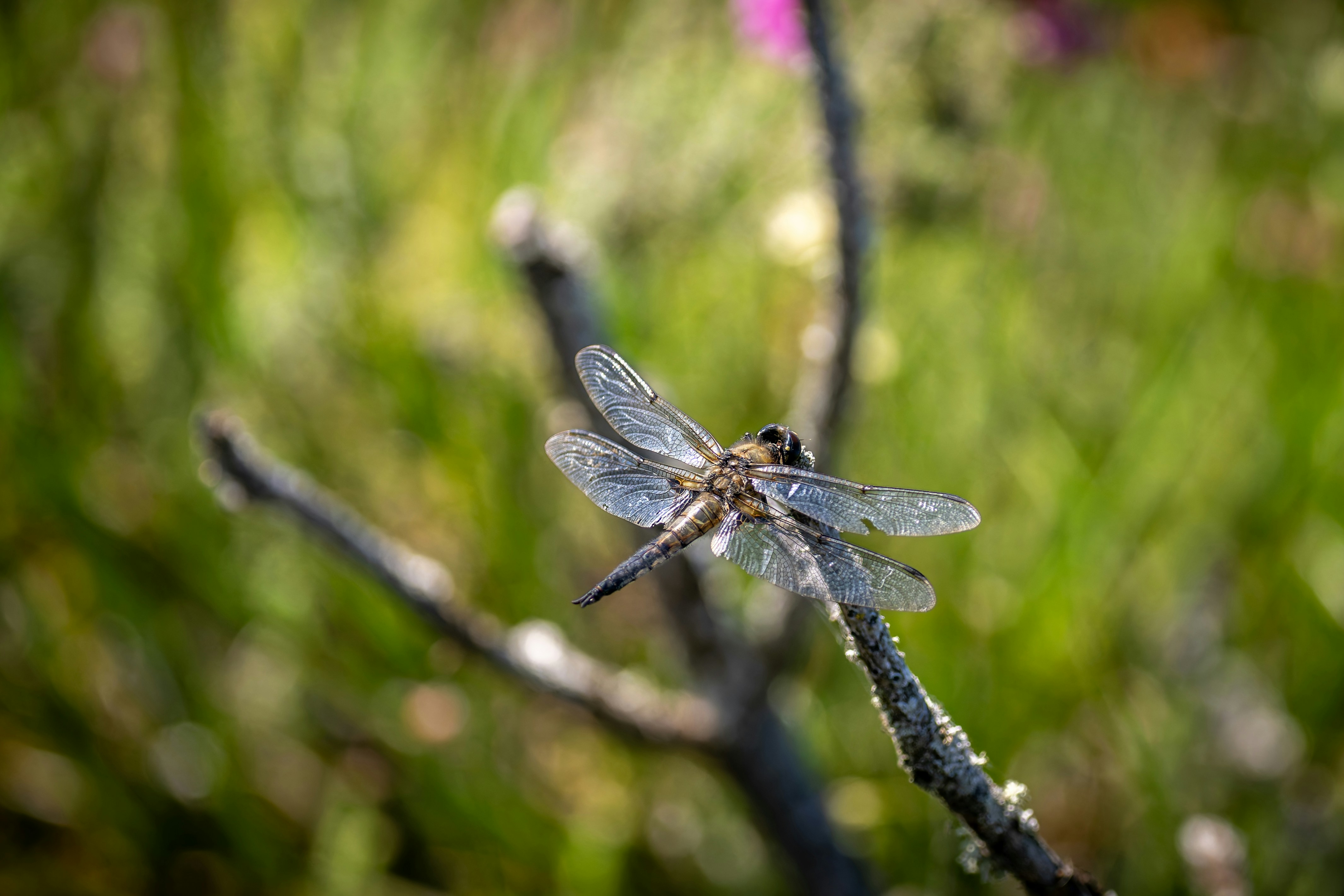 Dragonfly on a Windbreak: A Quiet Moment of Detail