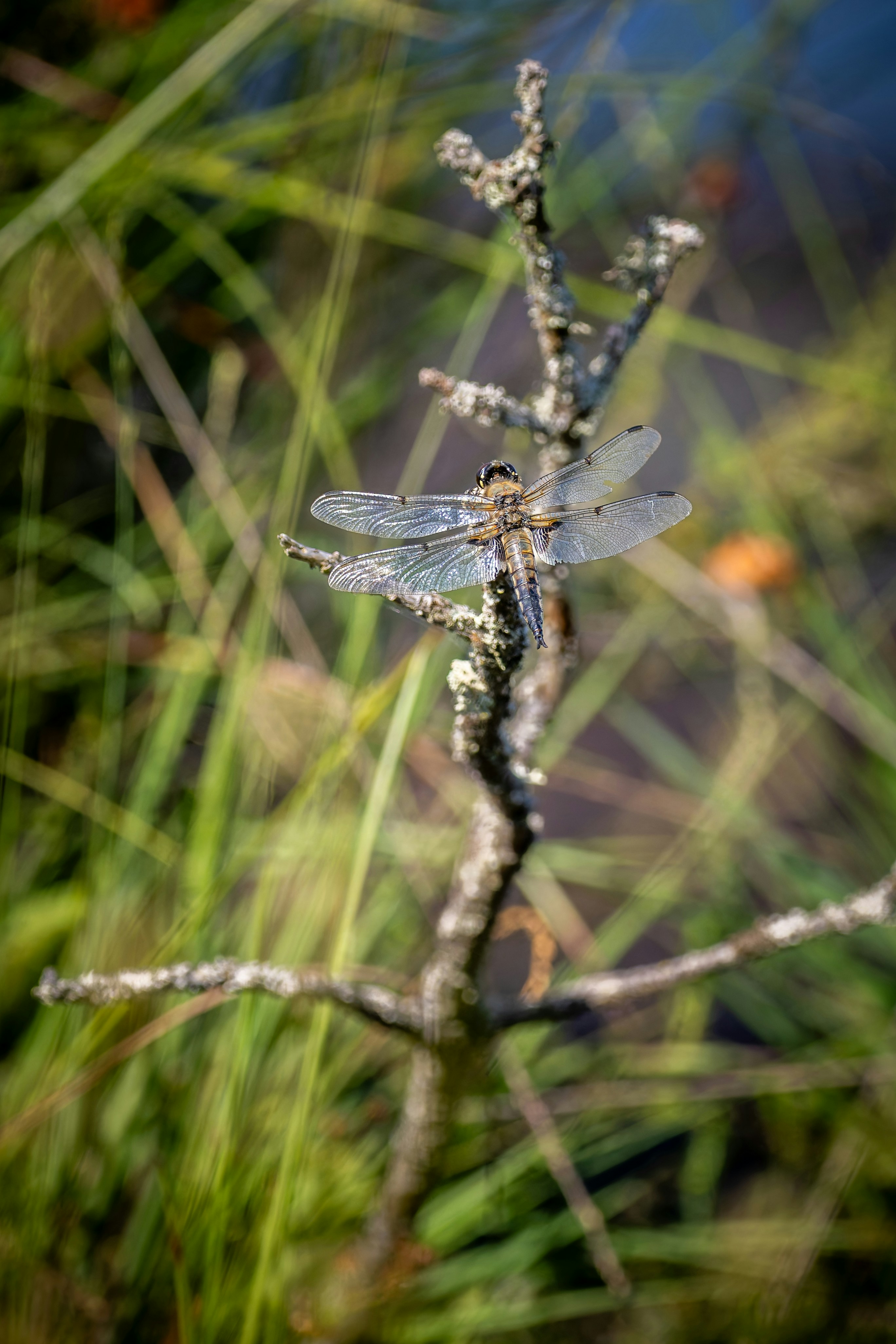Emerald Winged Perch: Dragonfly on a Mossy Twig