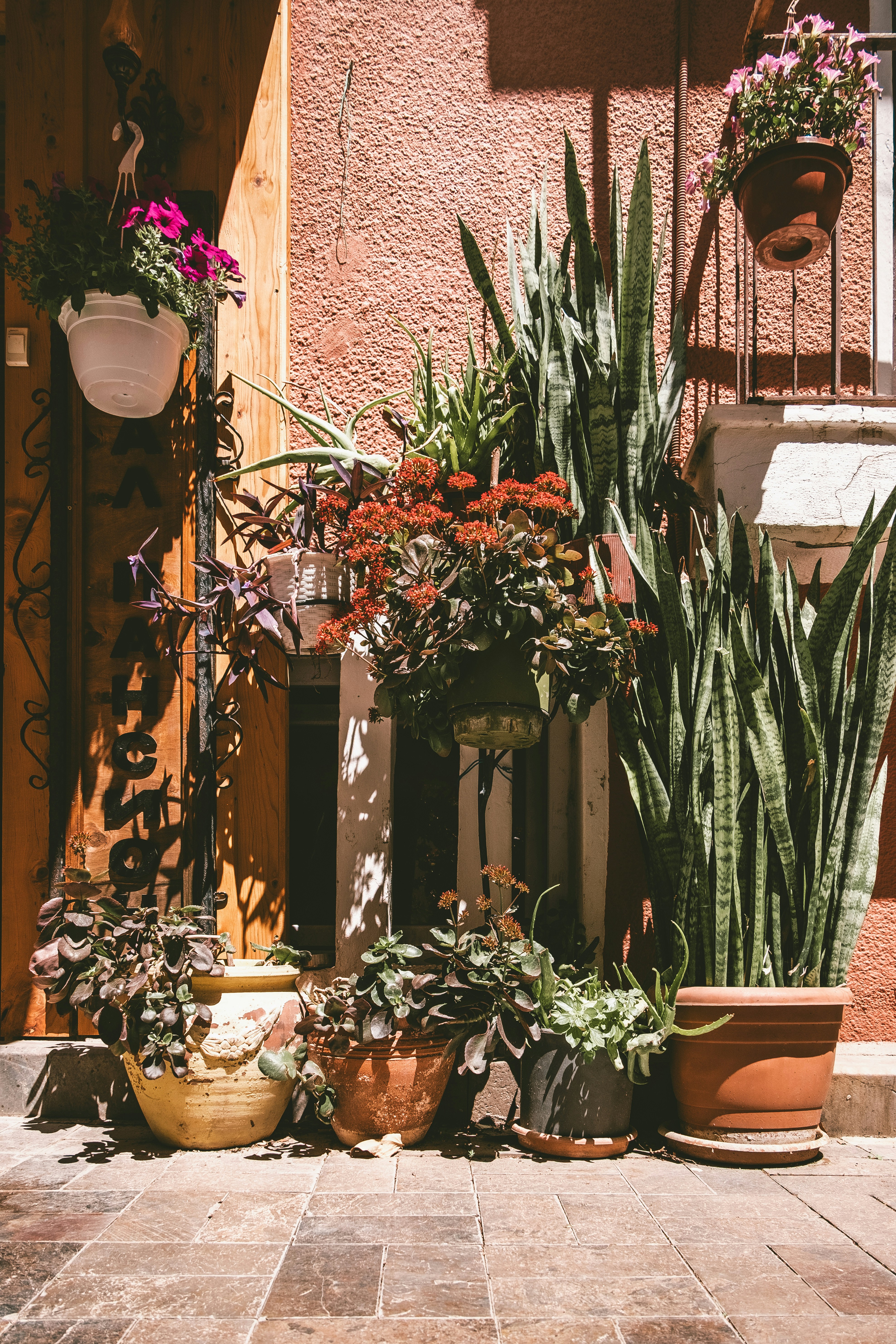 Sunlit courtyard of potted succulents and flowering plants at a warm terracotta doorway
