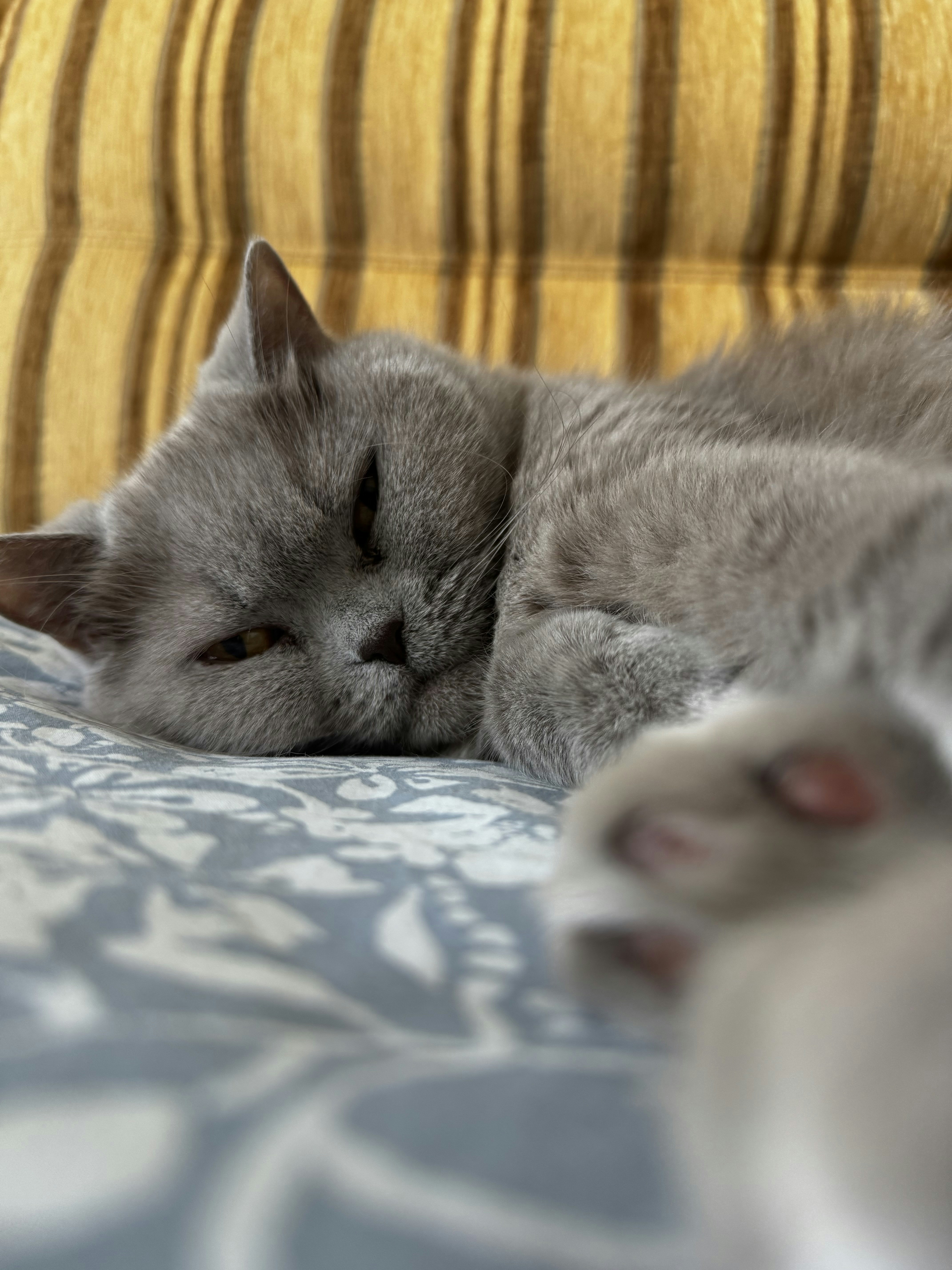 Grey cat at rest on a patterned cushion with a golden-striped backdrop