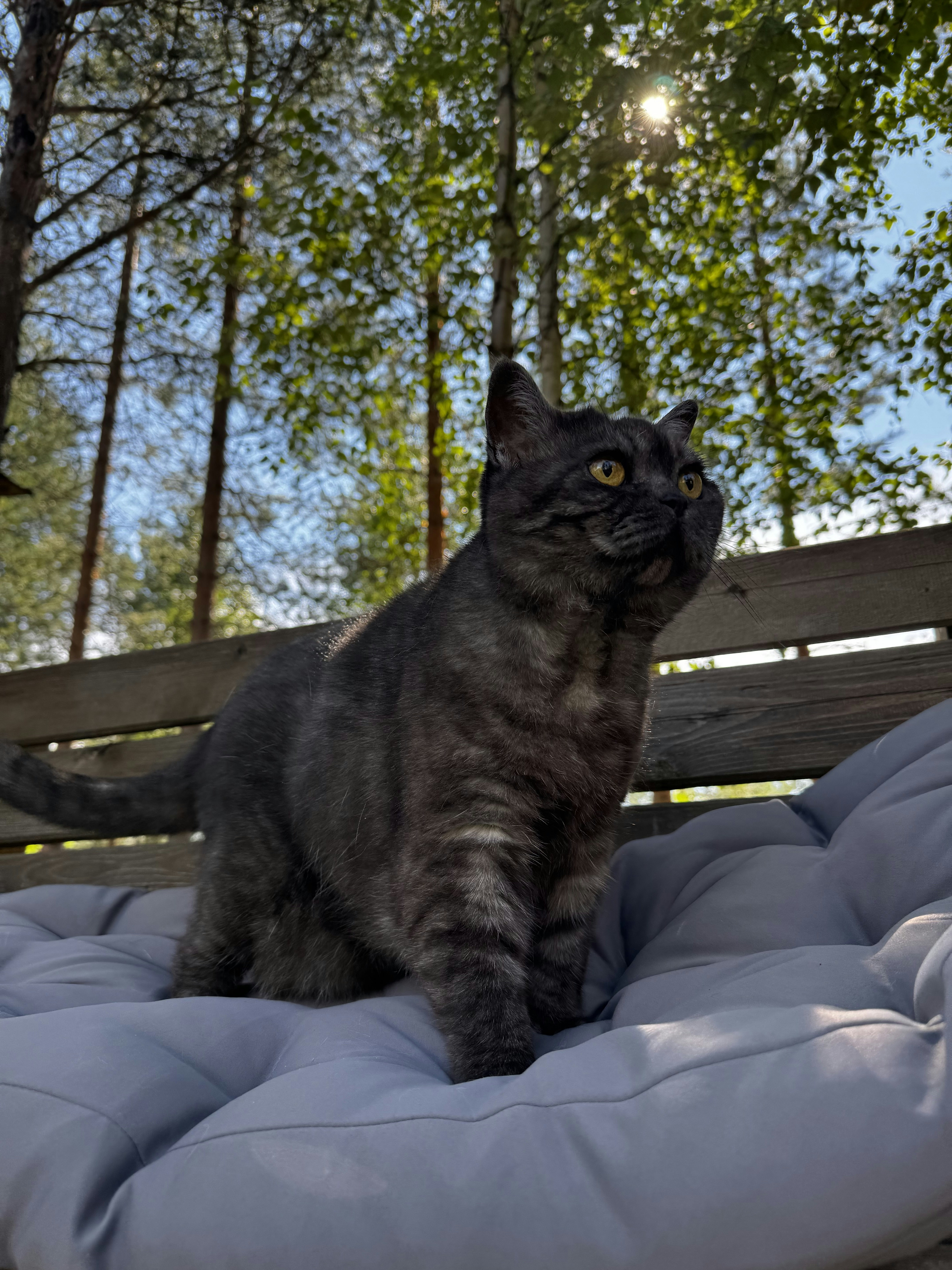 Sunlit Guardian: A Curious Cat Guards the Cushioned Perch