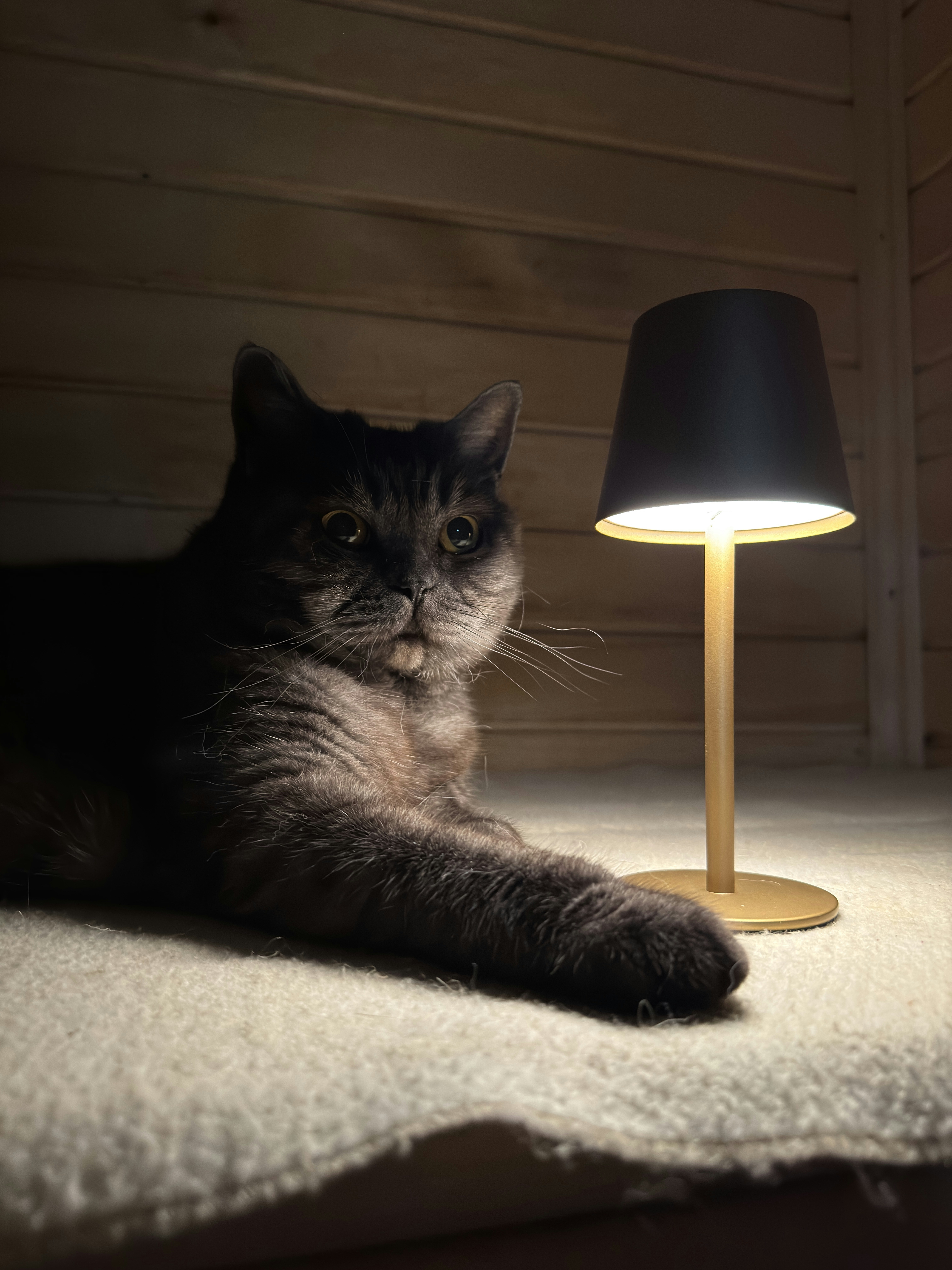 Whiskered Watcher by the Lamp