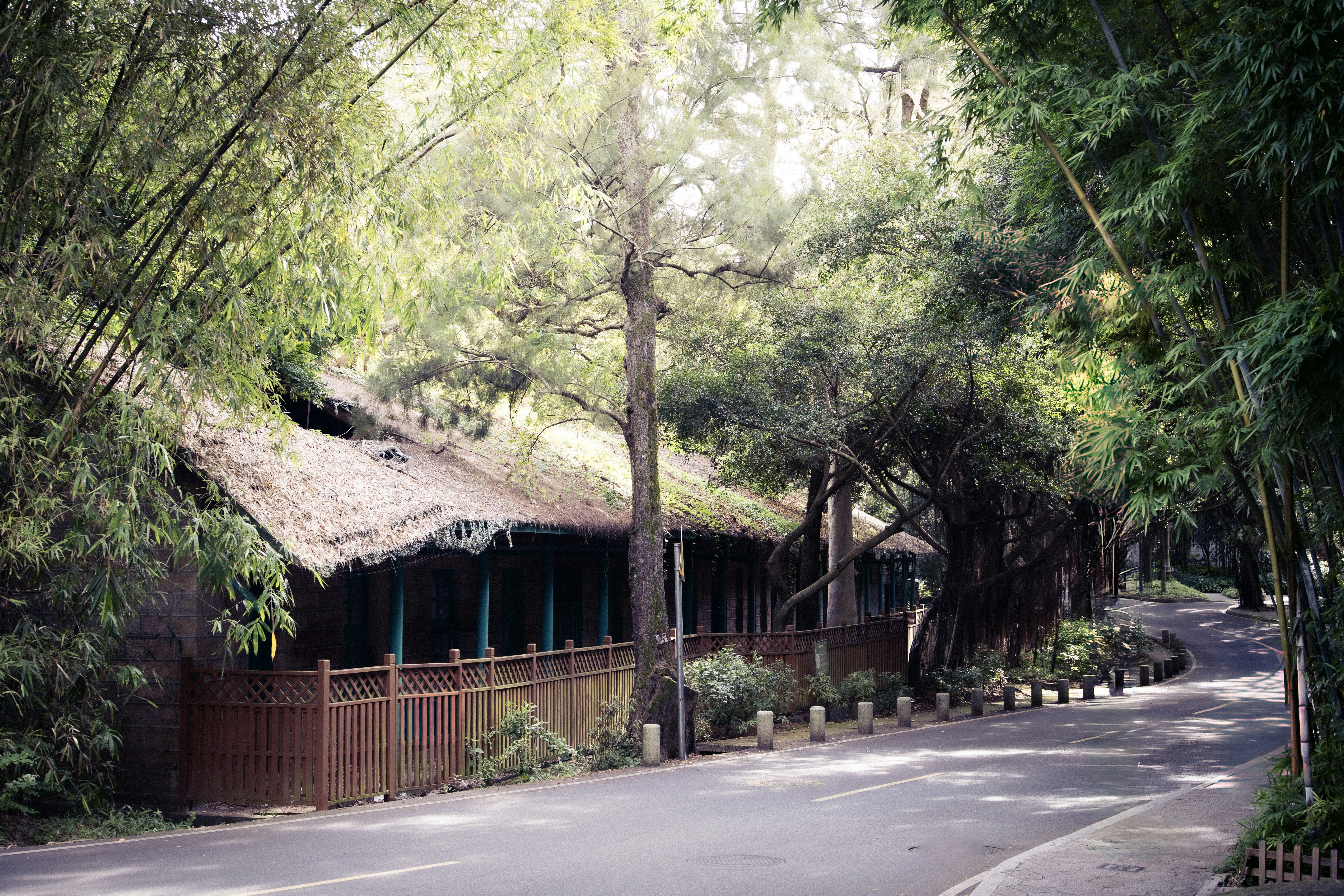 Shaded village road curving through bamboo and thatched cottages