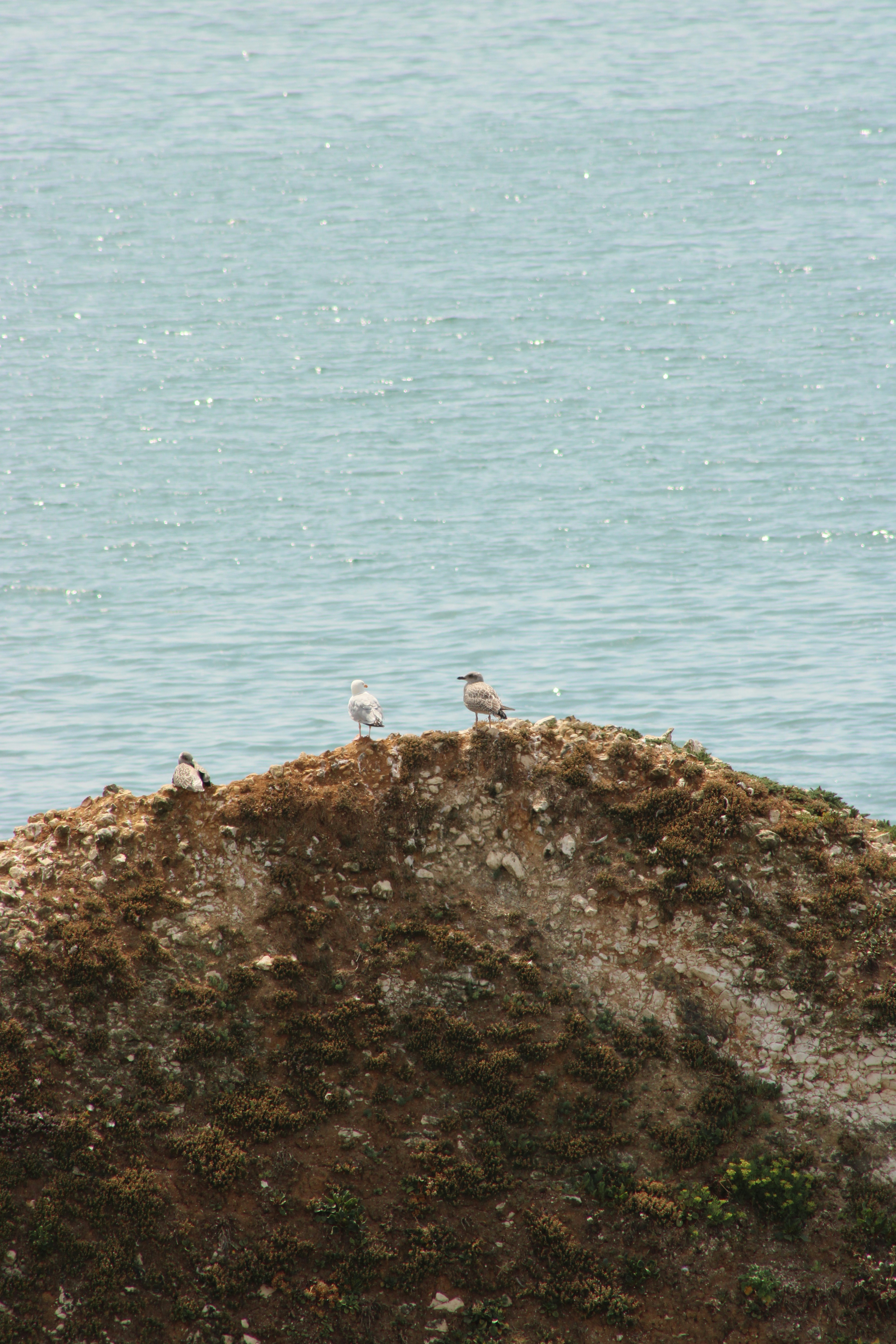 Three seabirds on a windswept cliff overlooking a calm blue sea