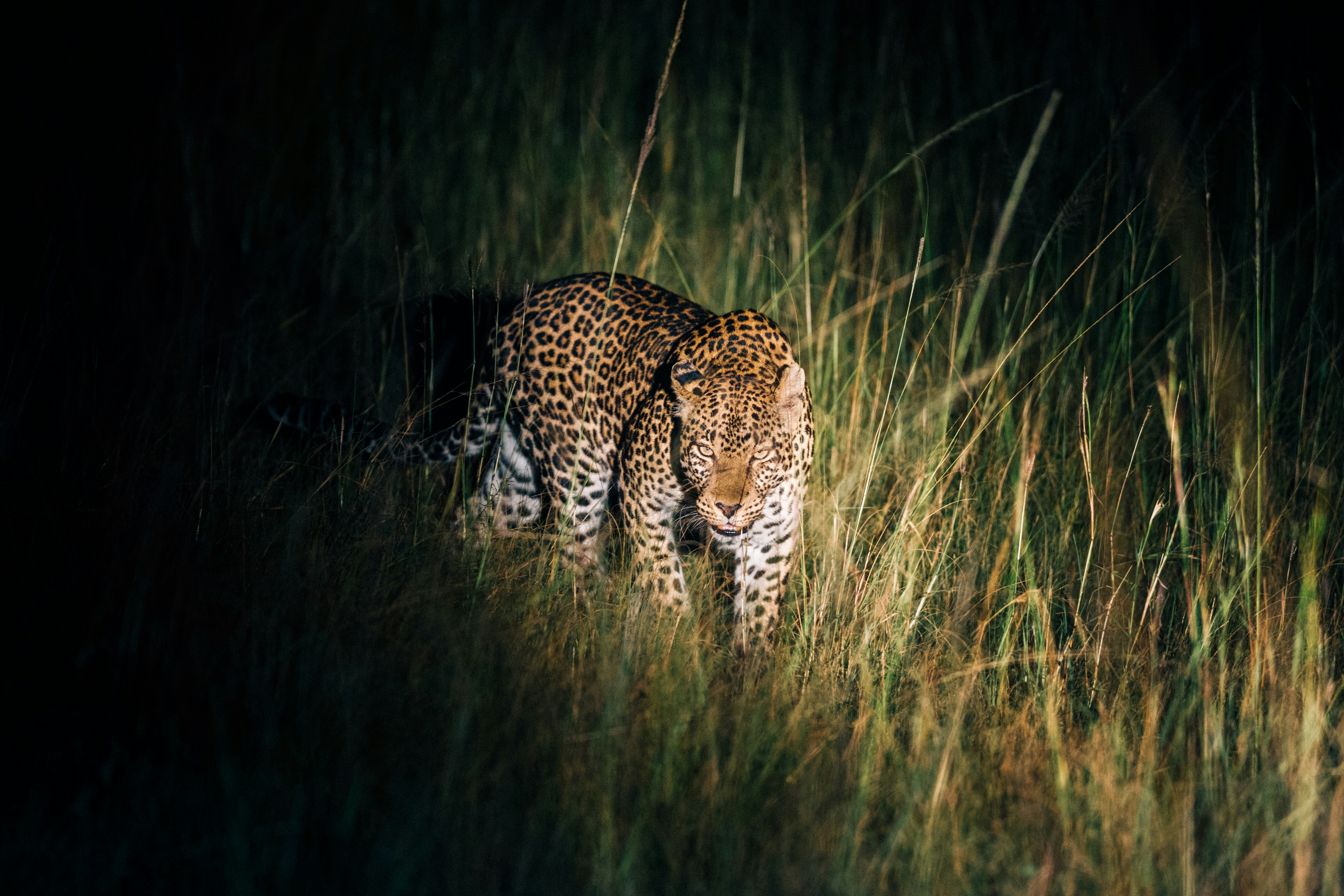Night Stalker in the Grasses: A Leopard Emerges from the Spotlight