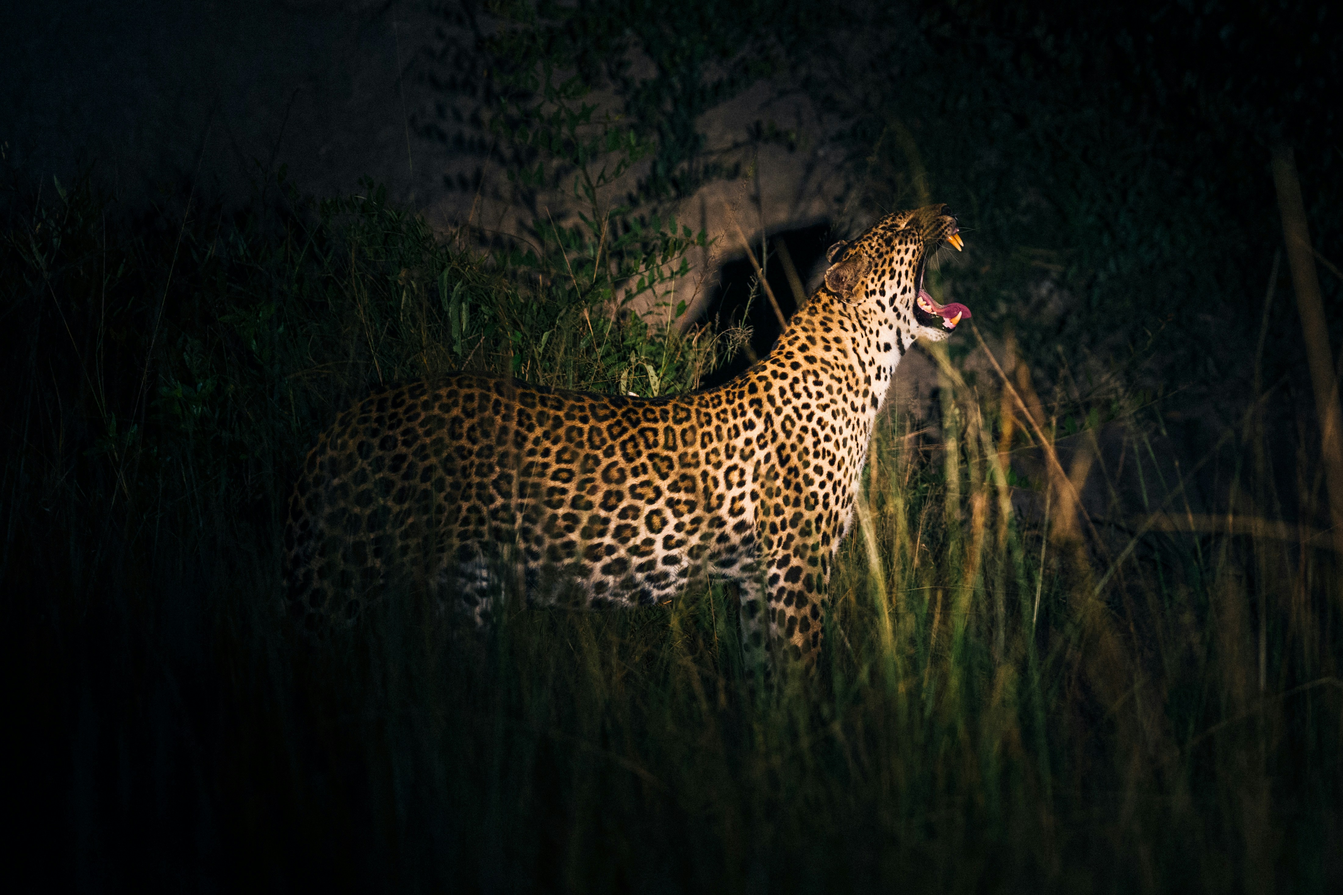 Midnight Roar: Leopard in a Moonlit Grassland