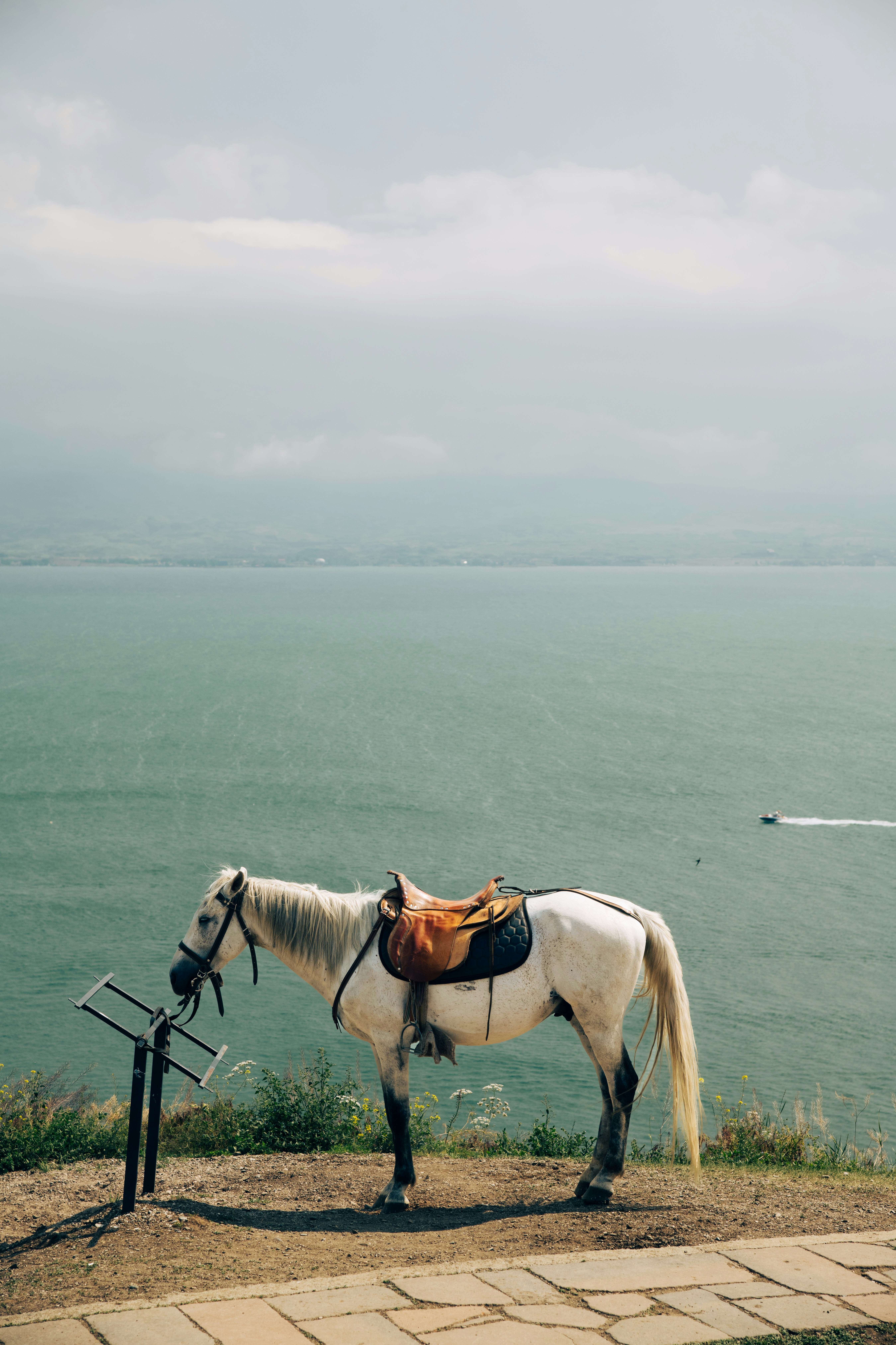 White Horse at the Edge of the Green Sea