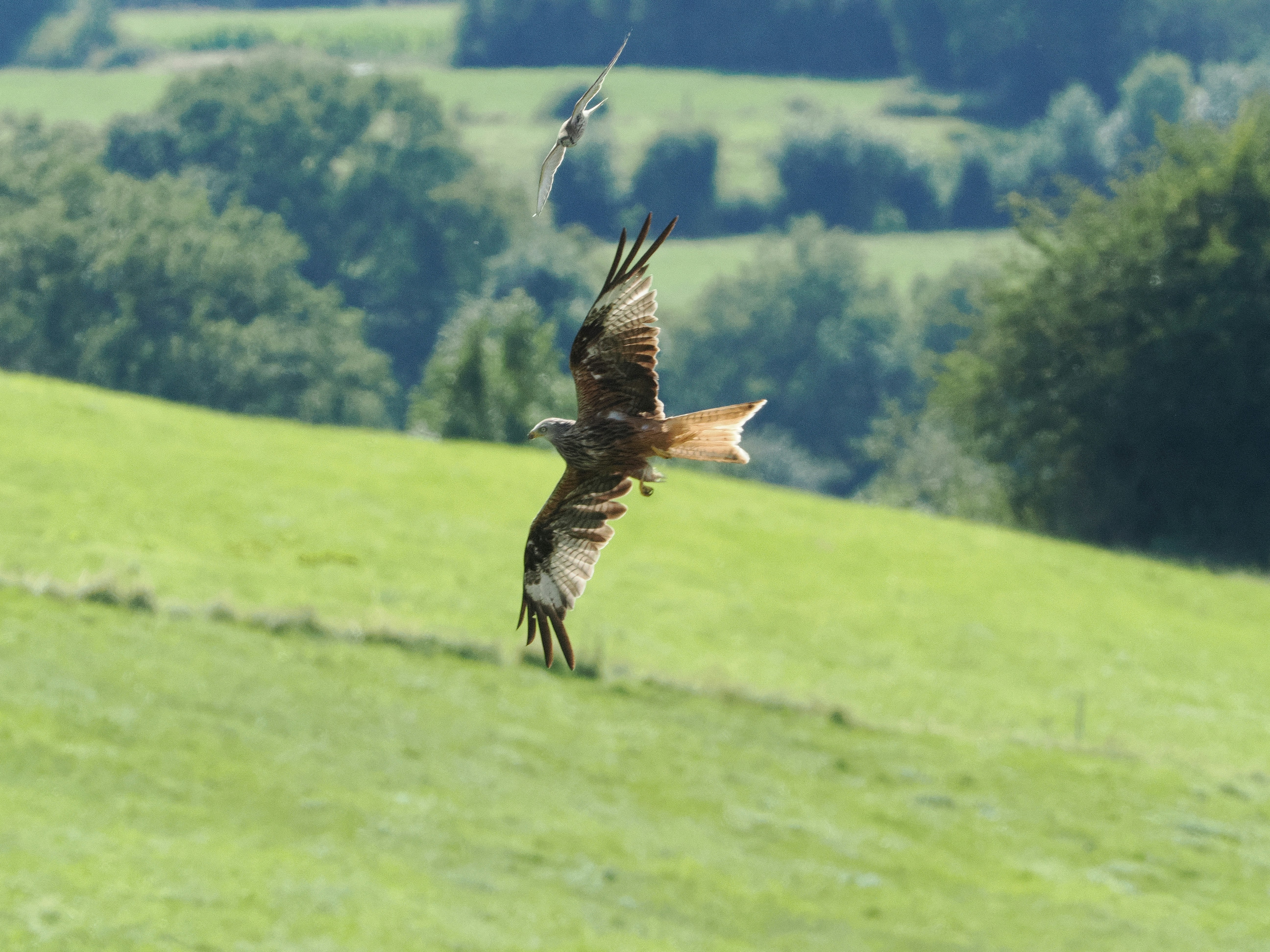 Two Birds in Mid-Tight Glides Above a Velvet Green Slope