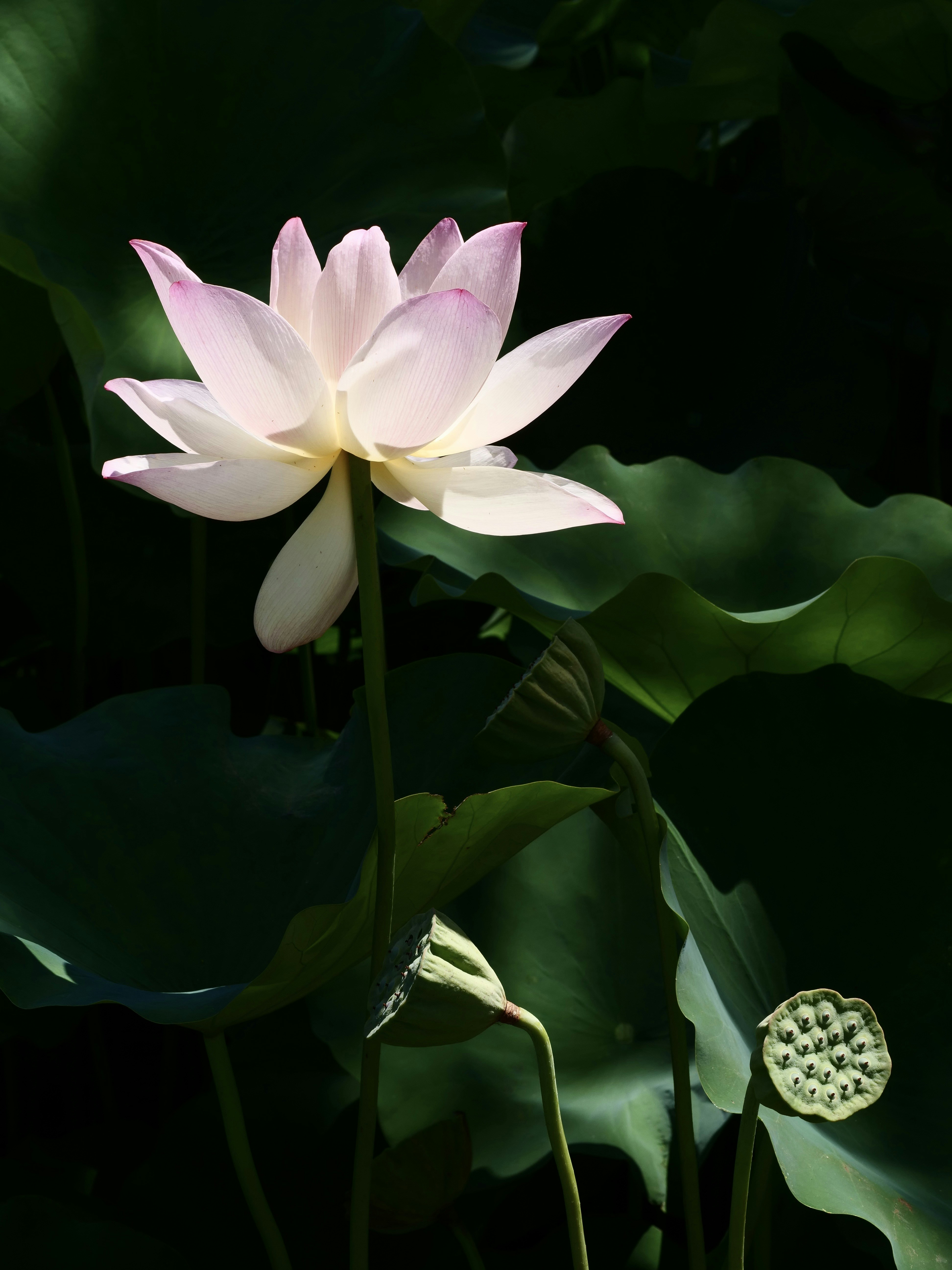 Whispering Lotus in a Shadowed Pond