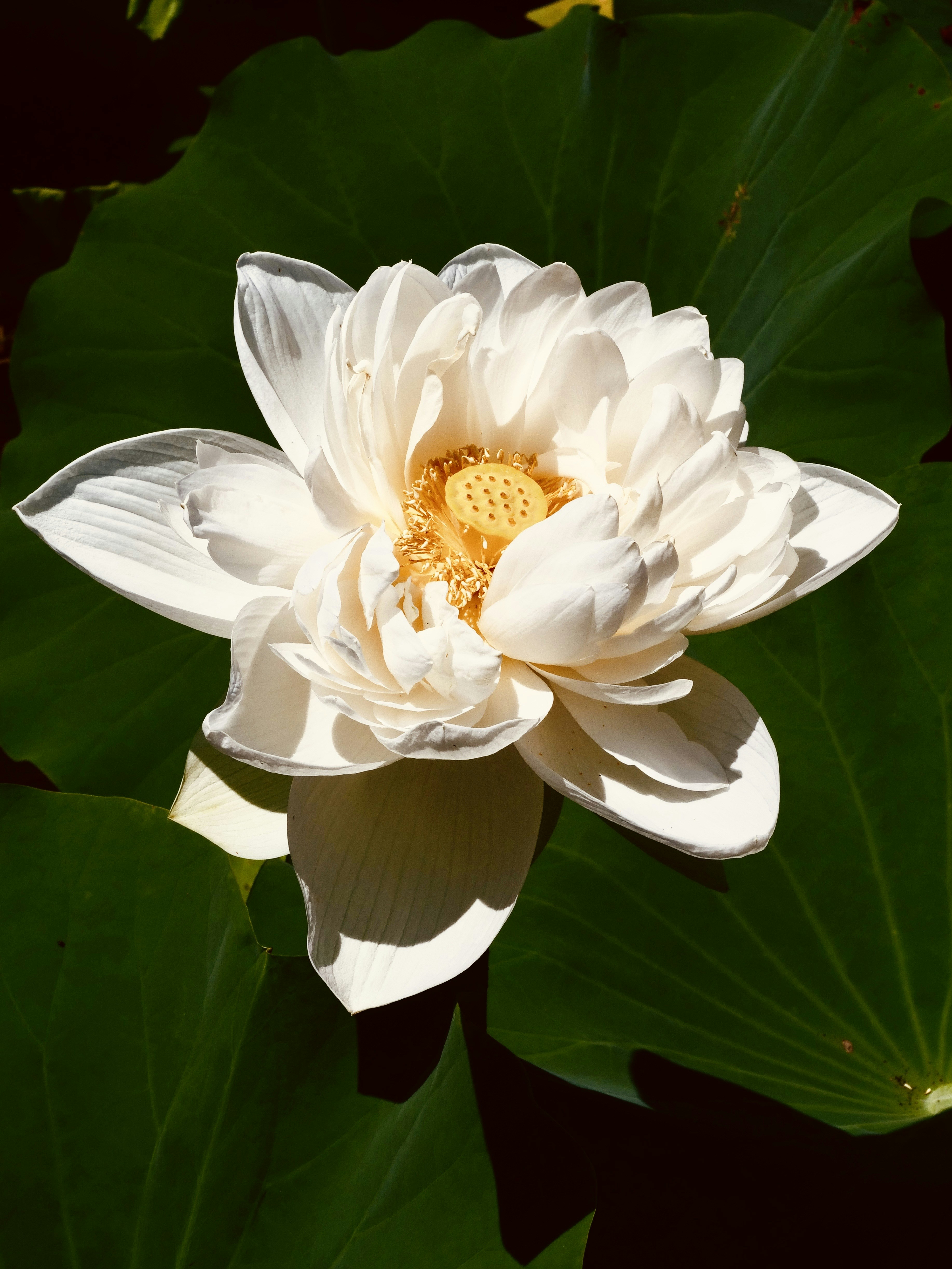 White lotus bloom anchored by deep green leaves