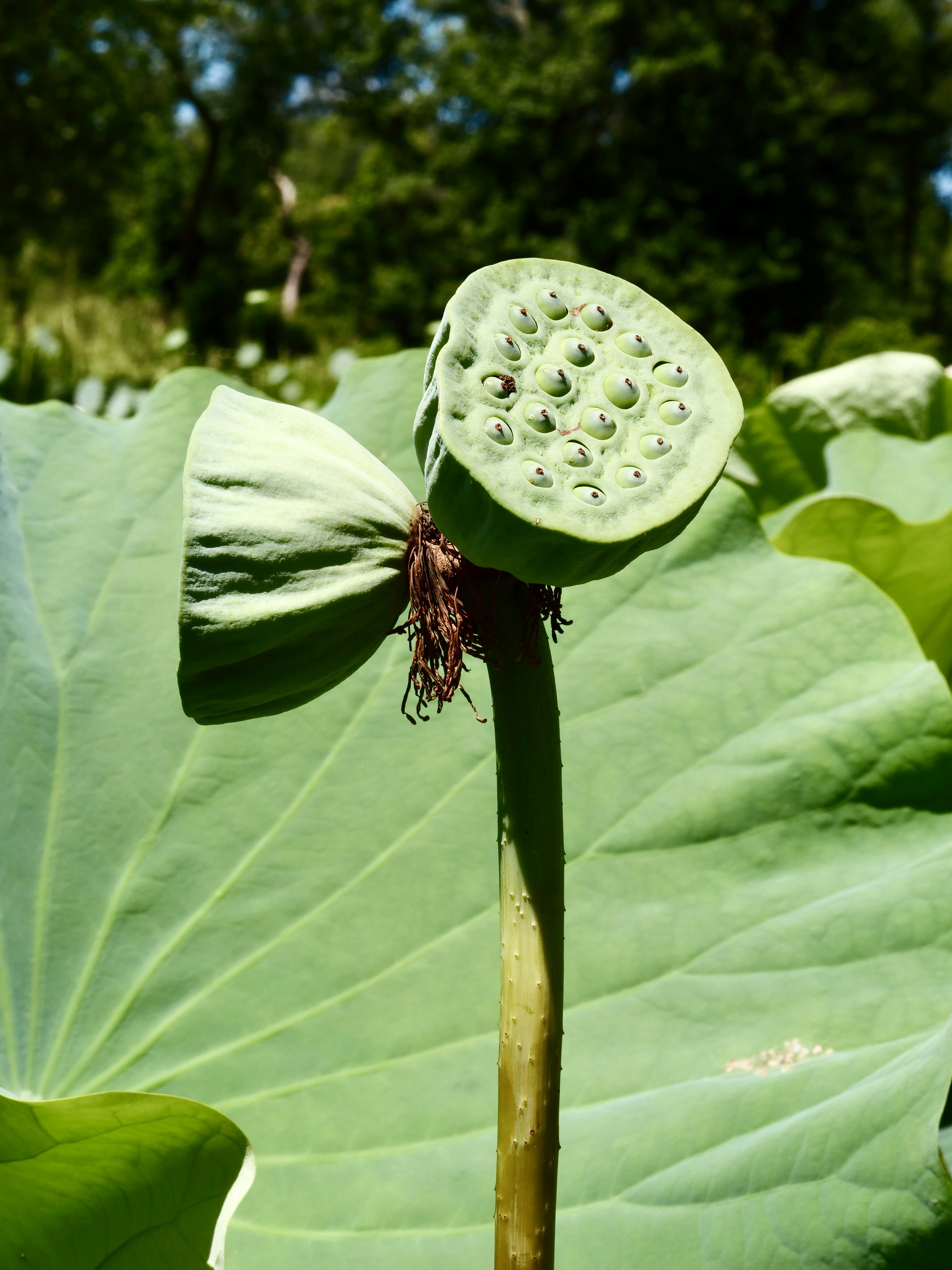 Seed Pod at Stalk’s Peak: A Lotus in Focus