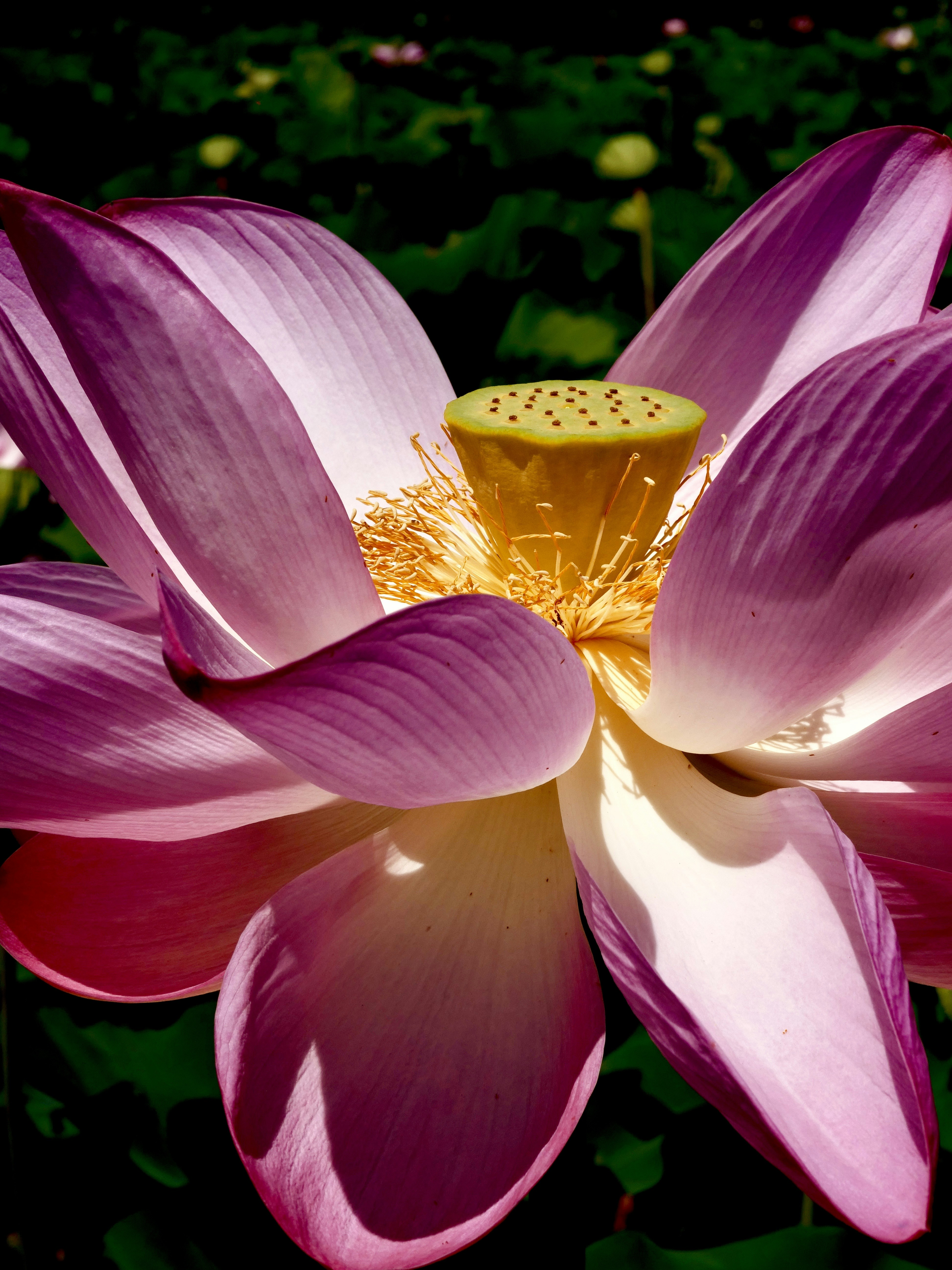Lotus Bloom Centerstage: Candy-Soft Pink Petals Framing a Golden Crown