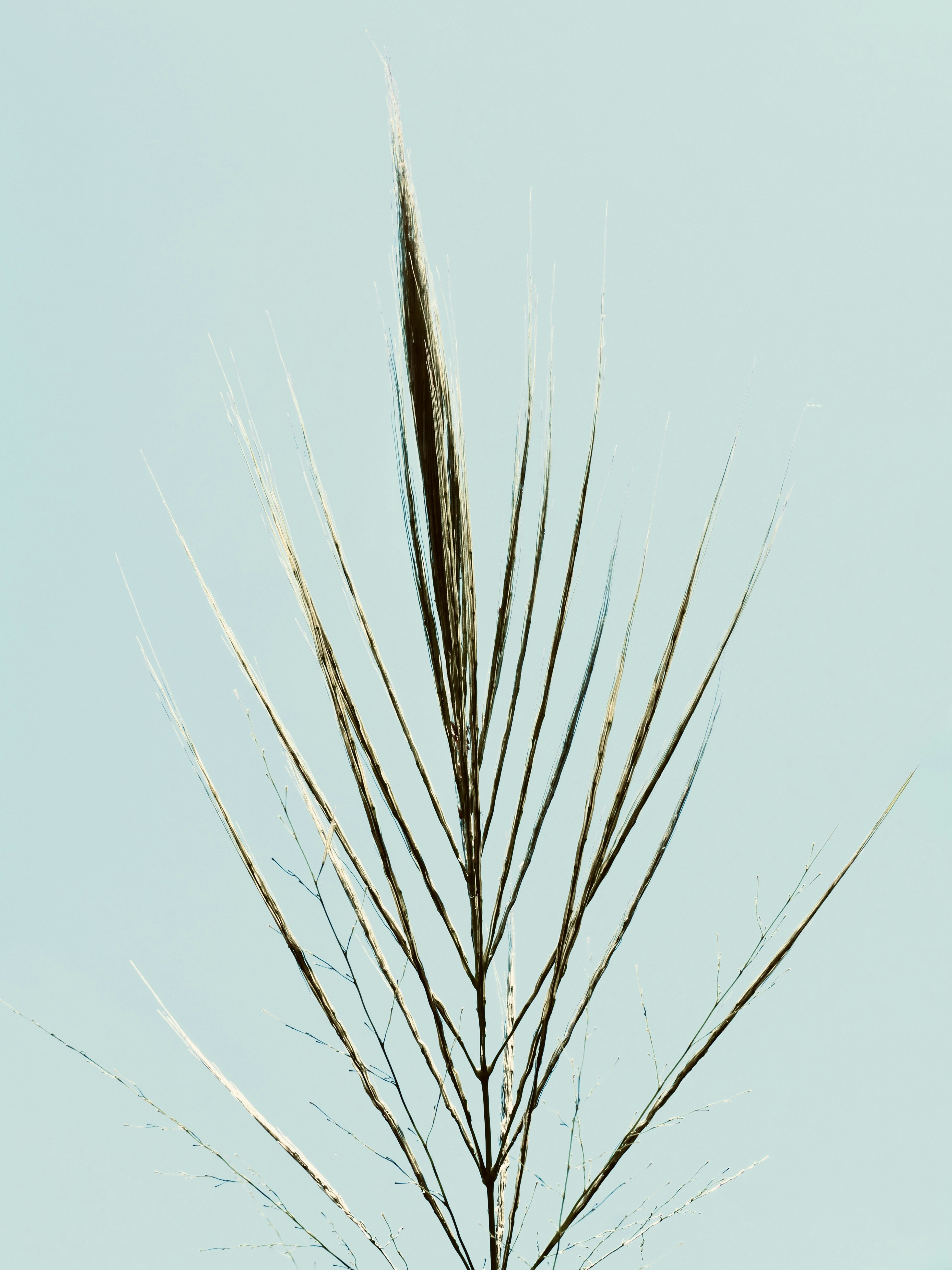 Minimal Palmfern Fronds Against a Soft Sky