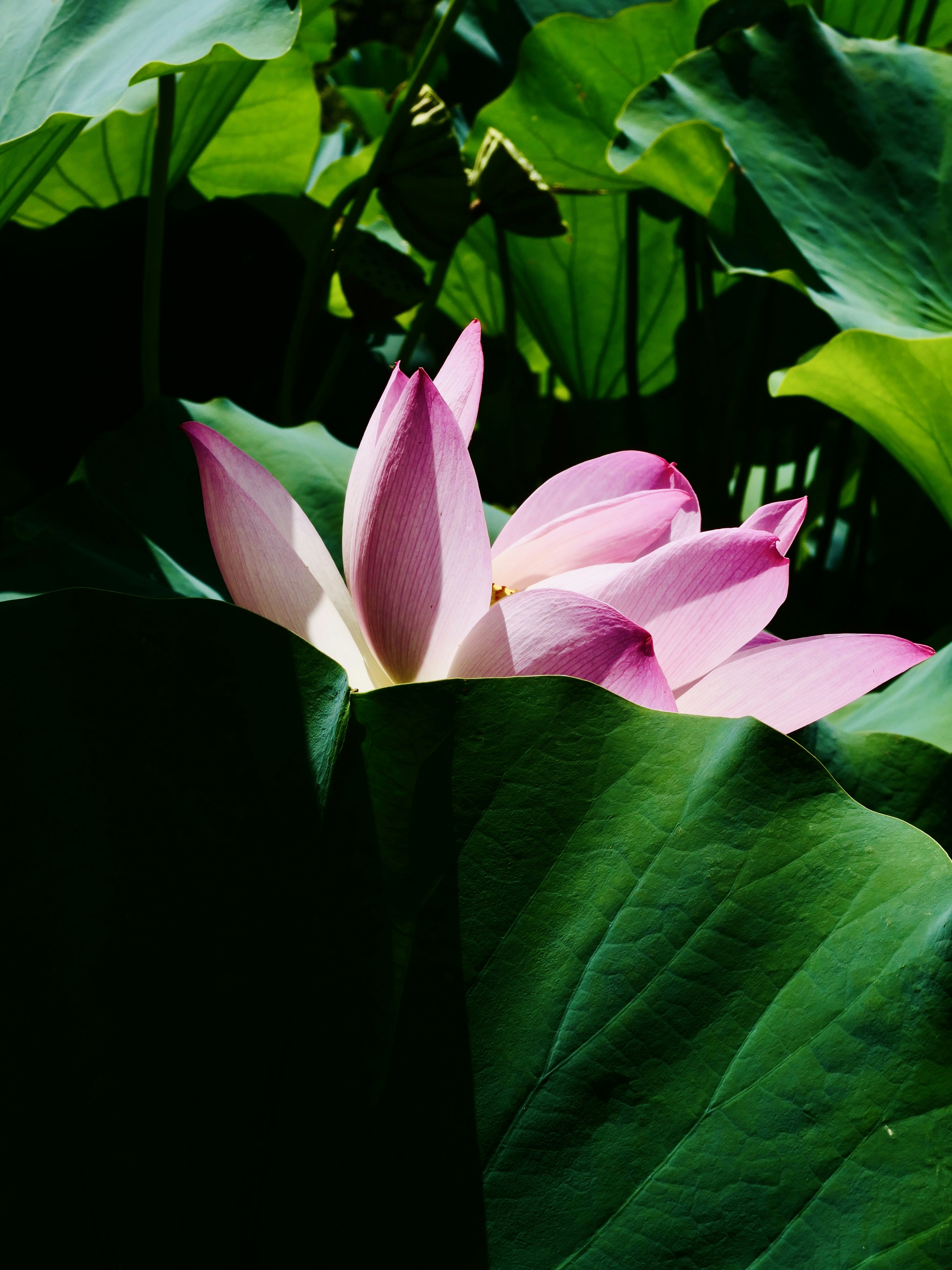 Pink Lotus Emergence Between Shadowed Pleats