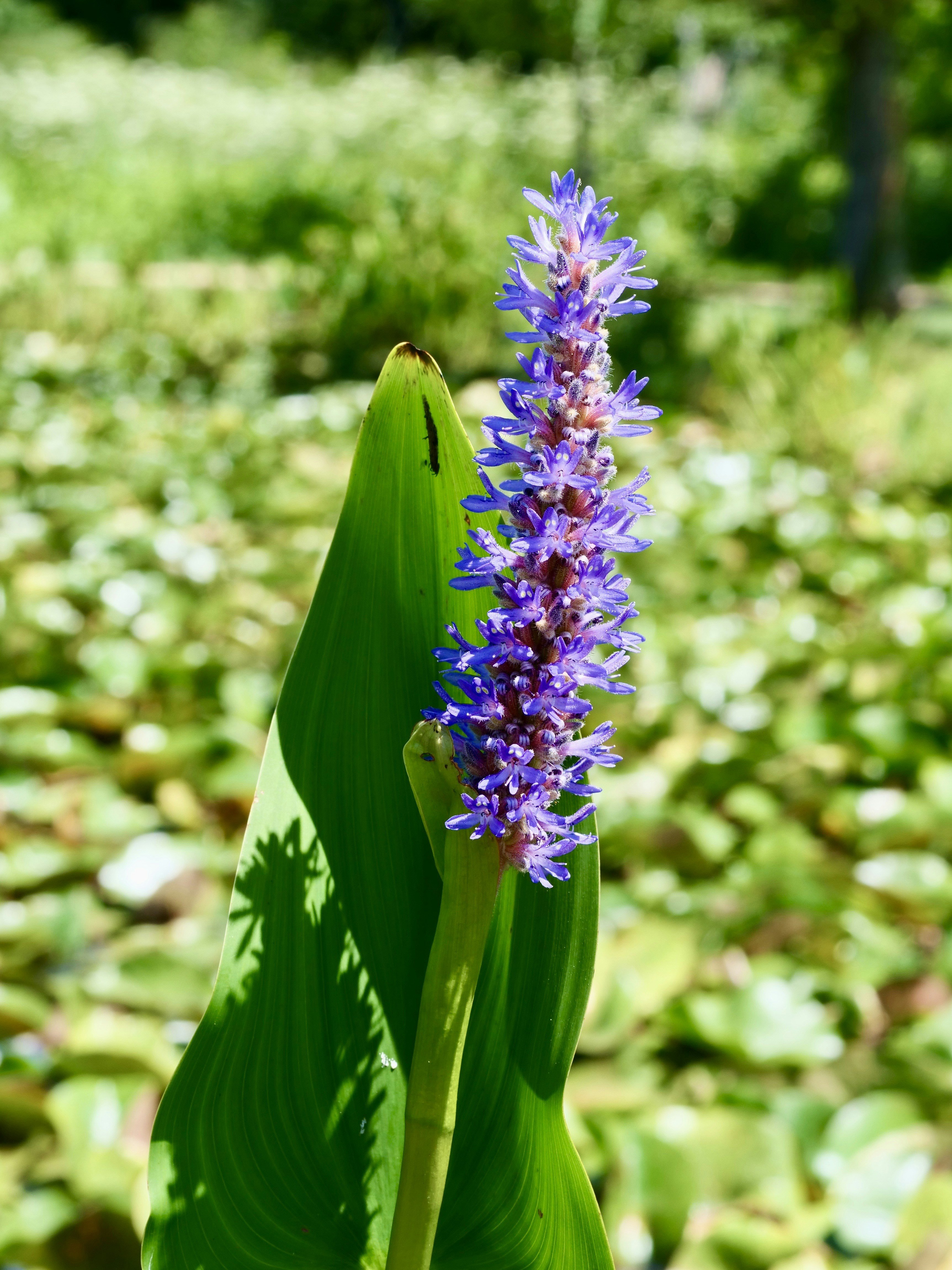 Purple Spike Amid Green Foliage