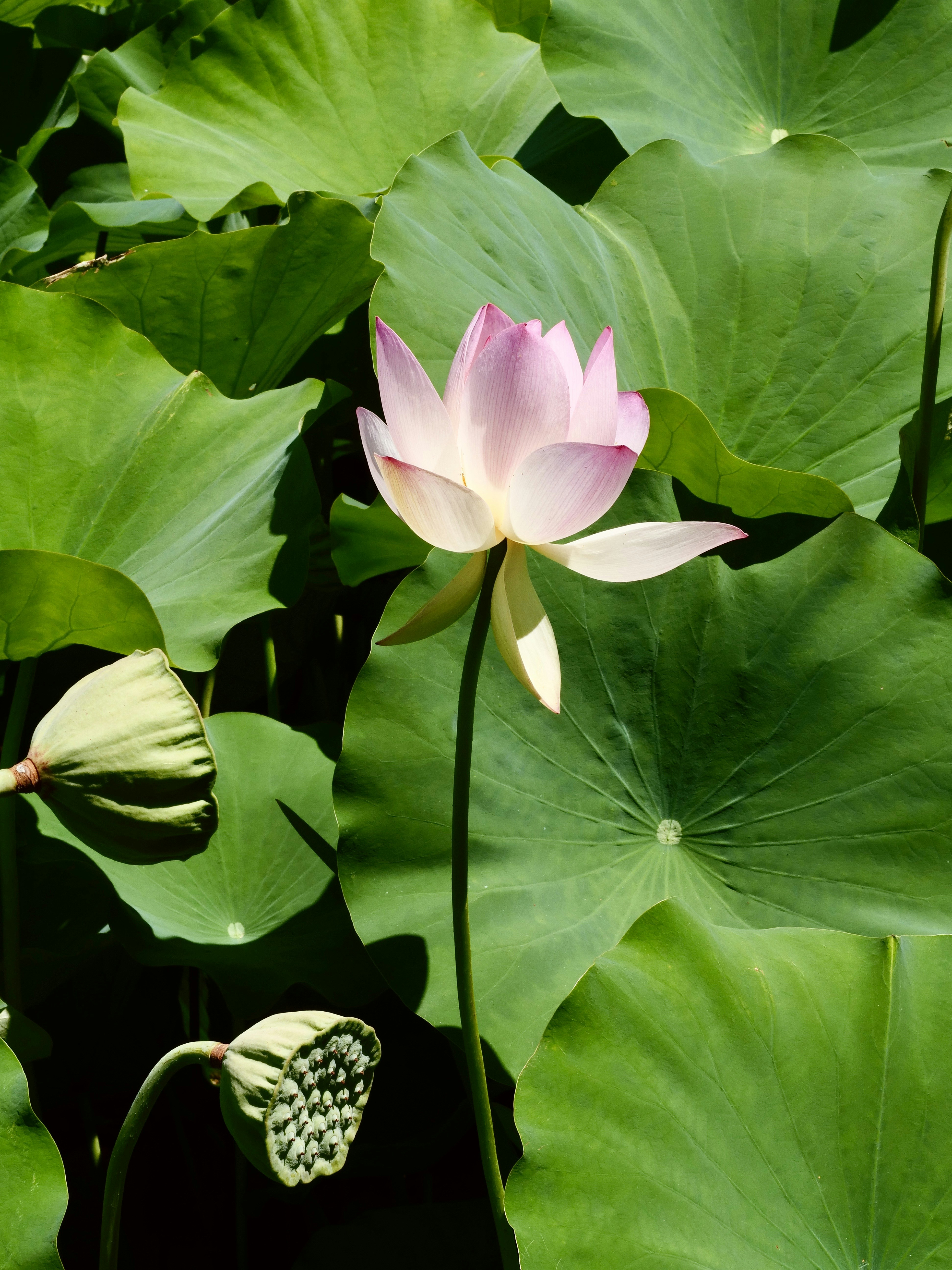 Pink Lotus Bloom Among Emerald Pads