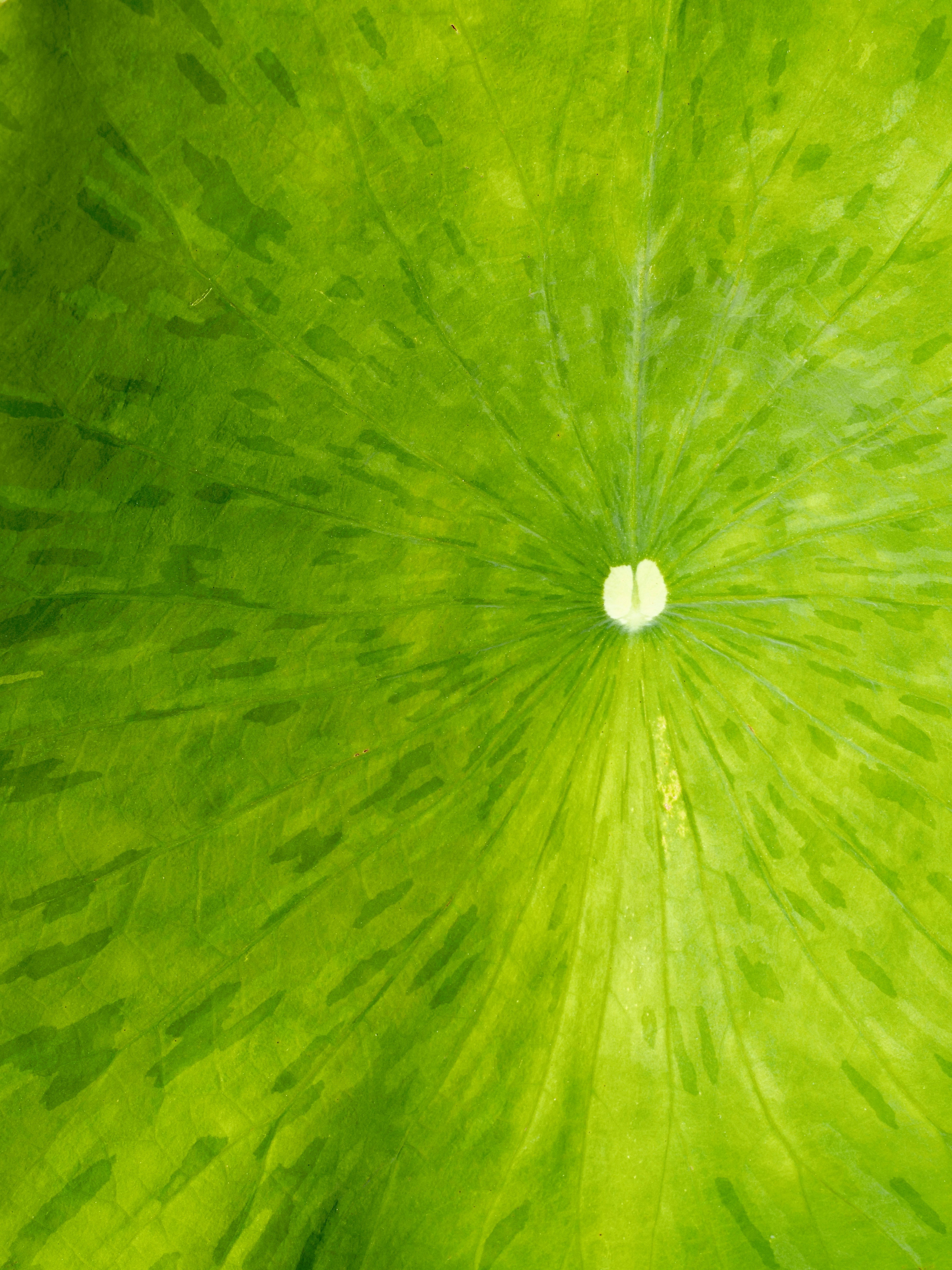 Vivid Central Vein: A Radiant Leaf Macro Moment