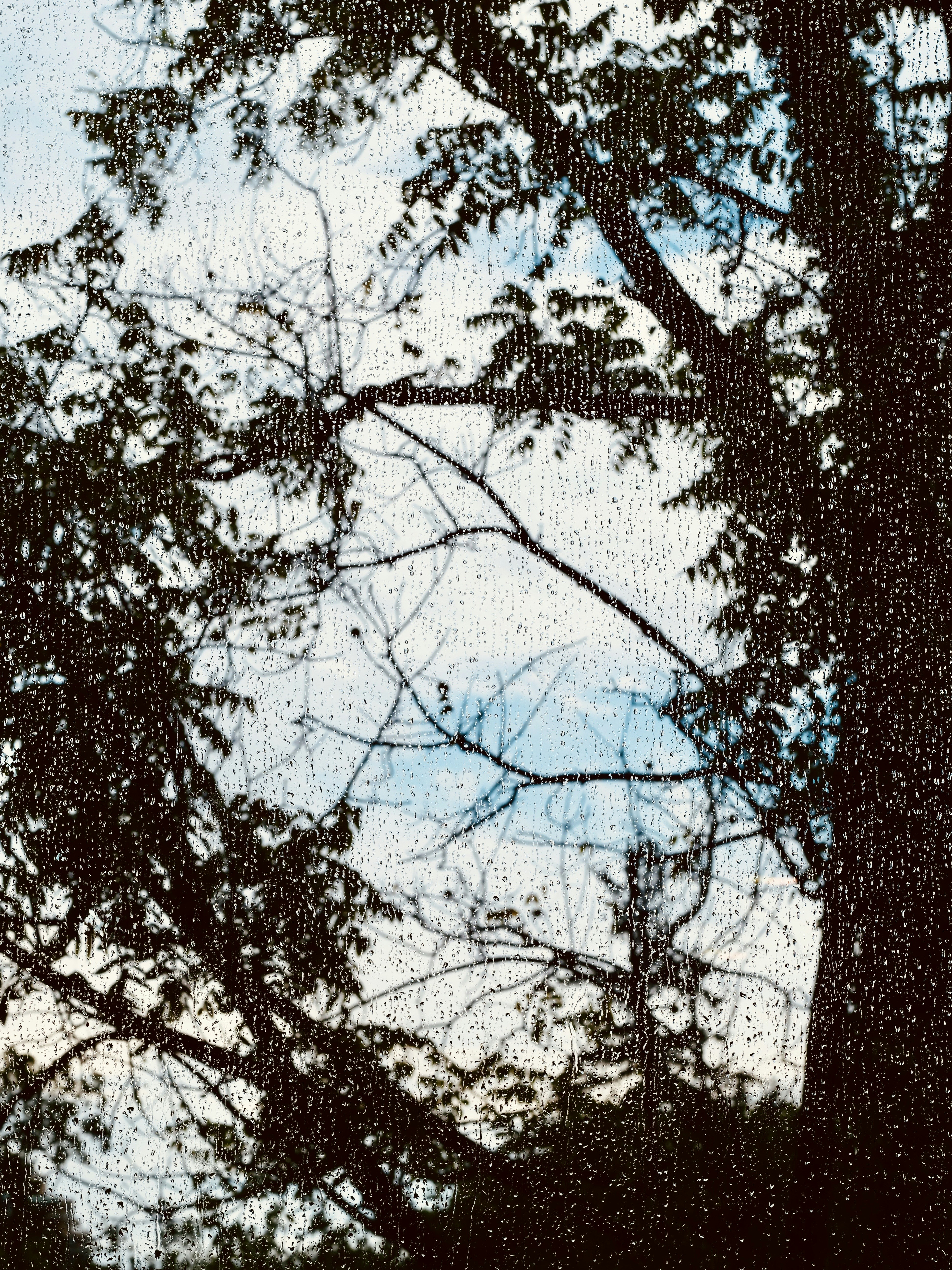Branch Network Against a Dappled Sky
