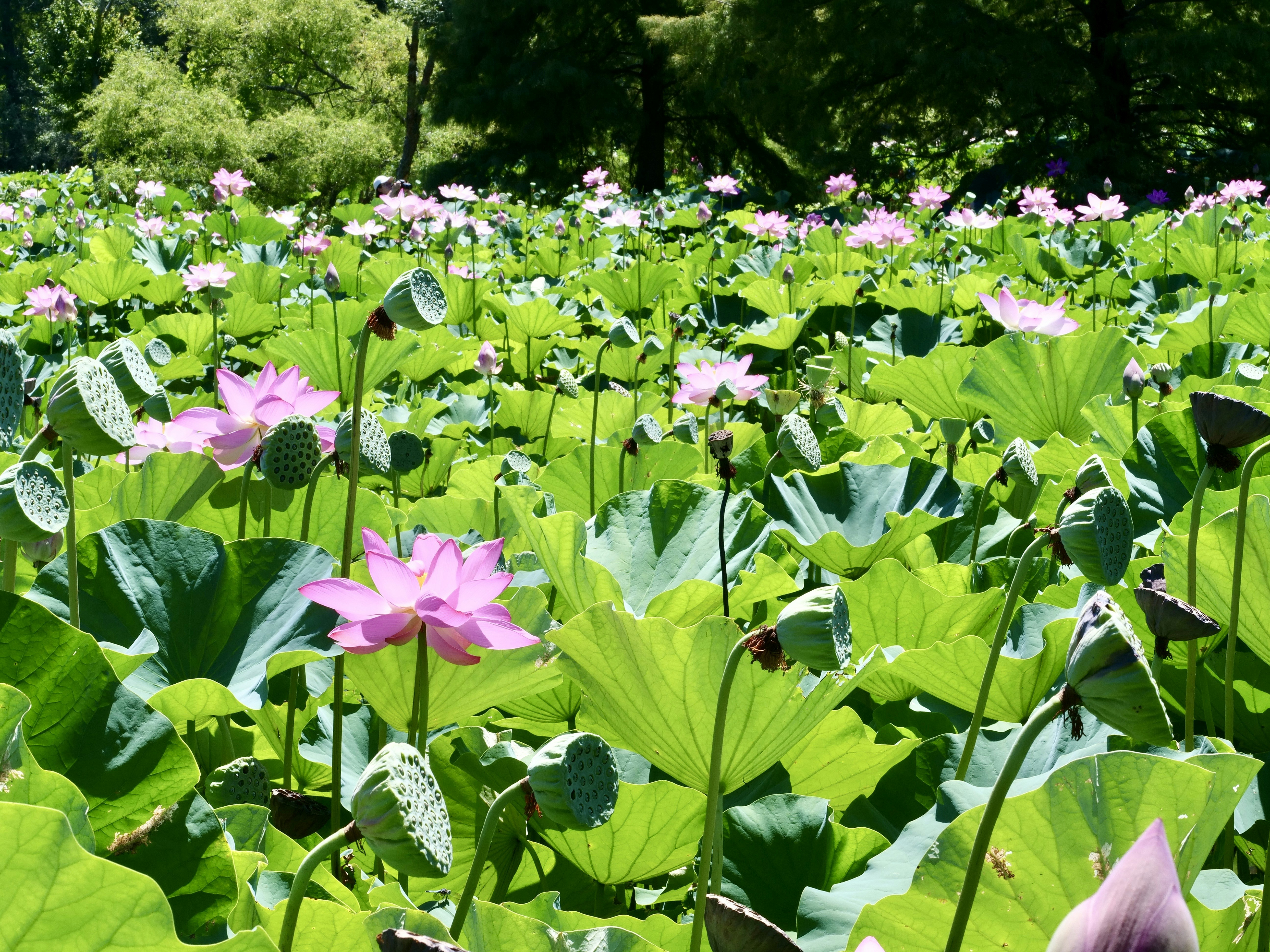 Pink Lotus Field in Sunlit Green Canopy