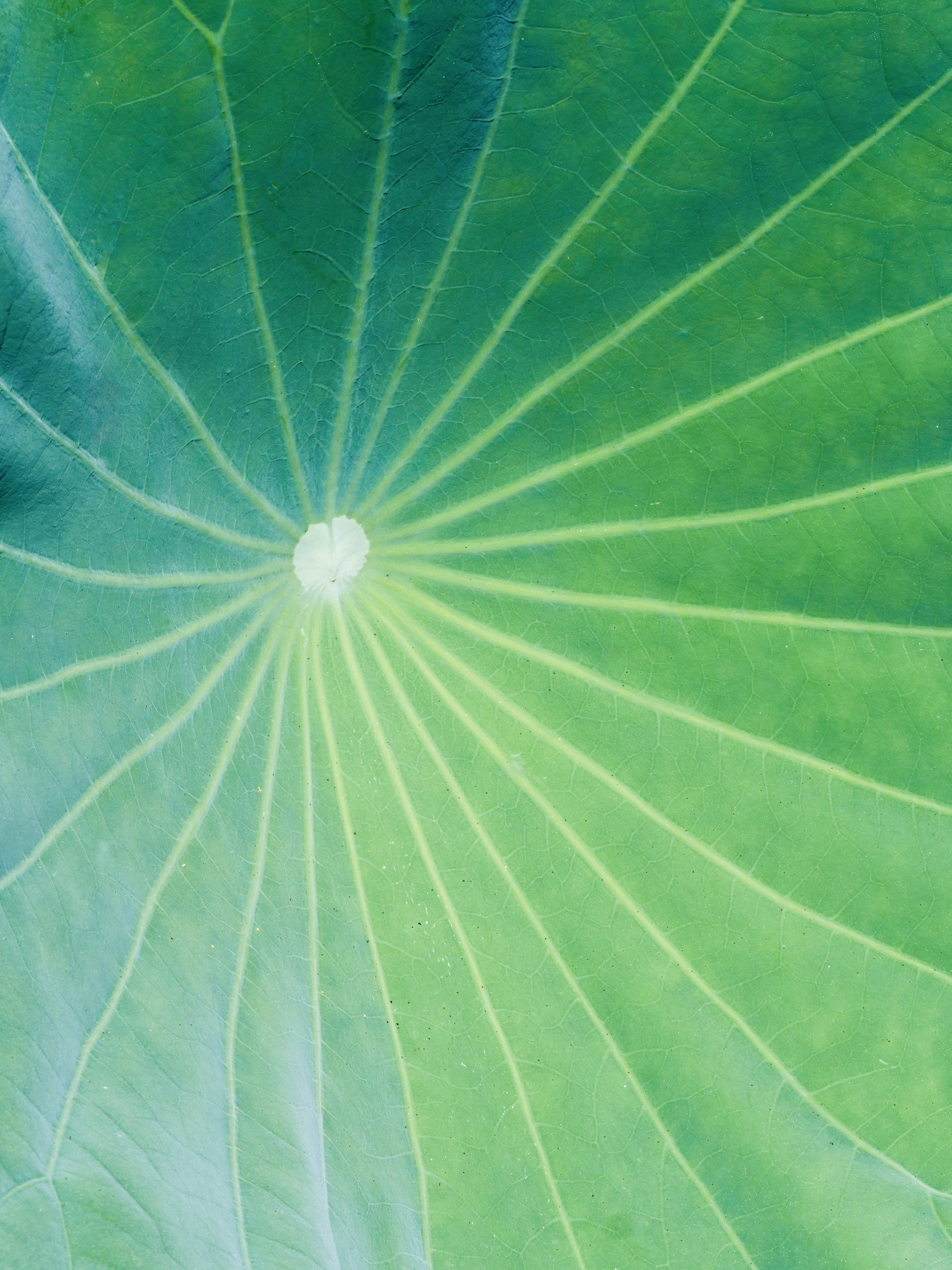 Radiant Leaf Vein Network Center