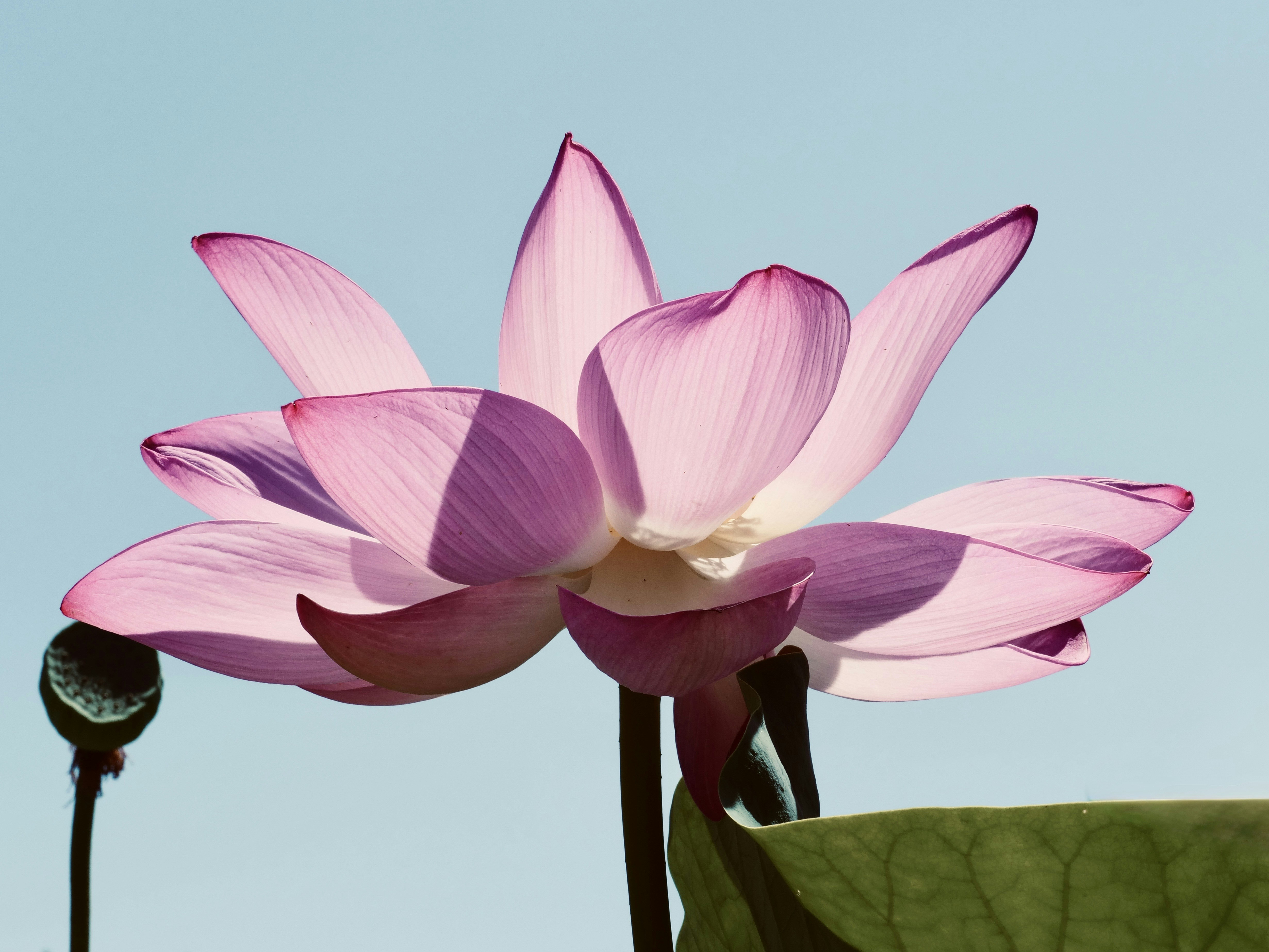 Whispering Petals Against a Clear Sky