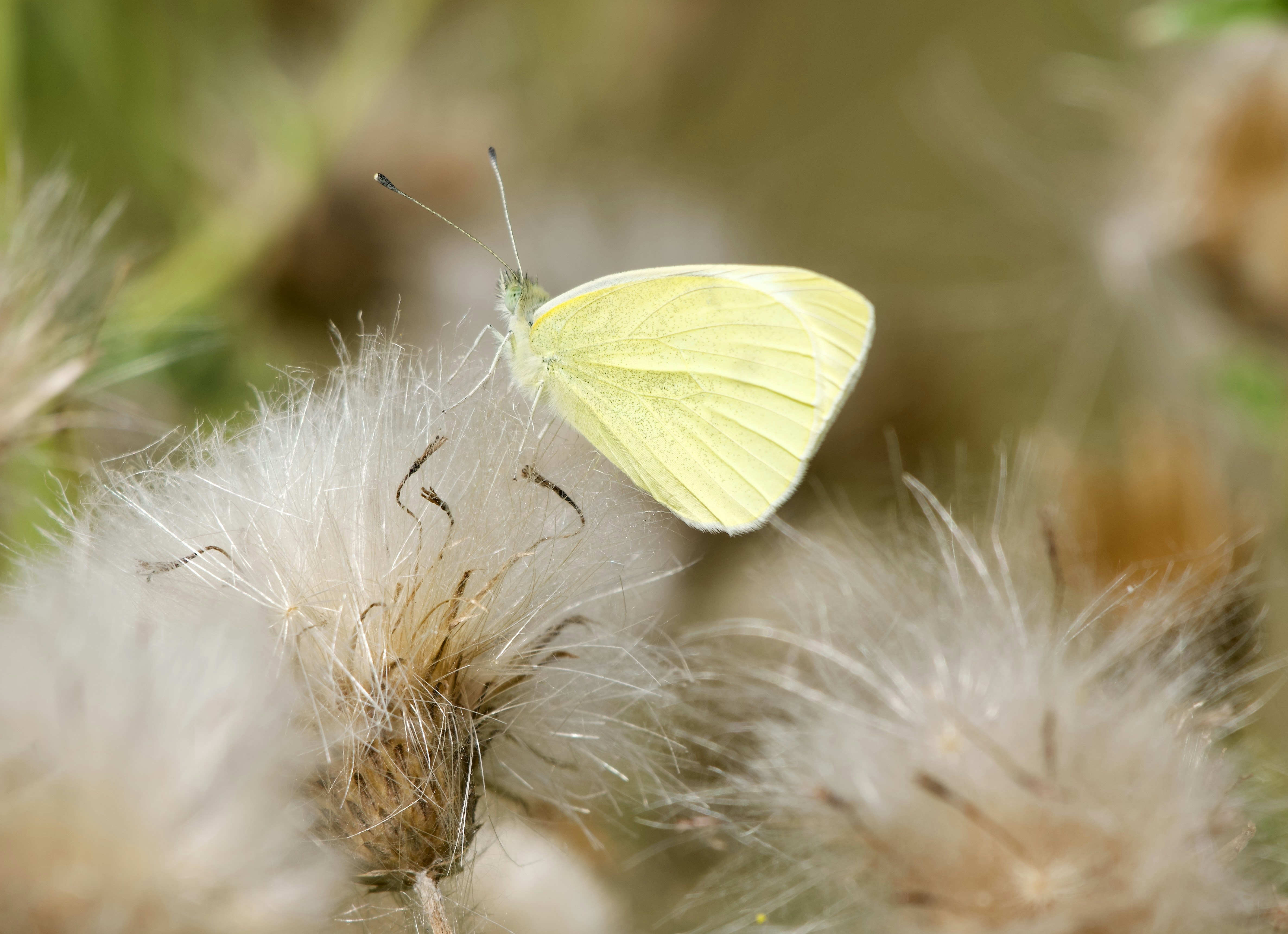 Lemon-winged butterfly perches on downy seed heads in soft spring light