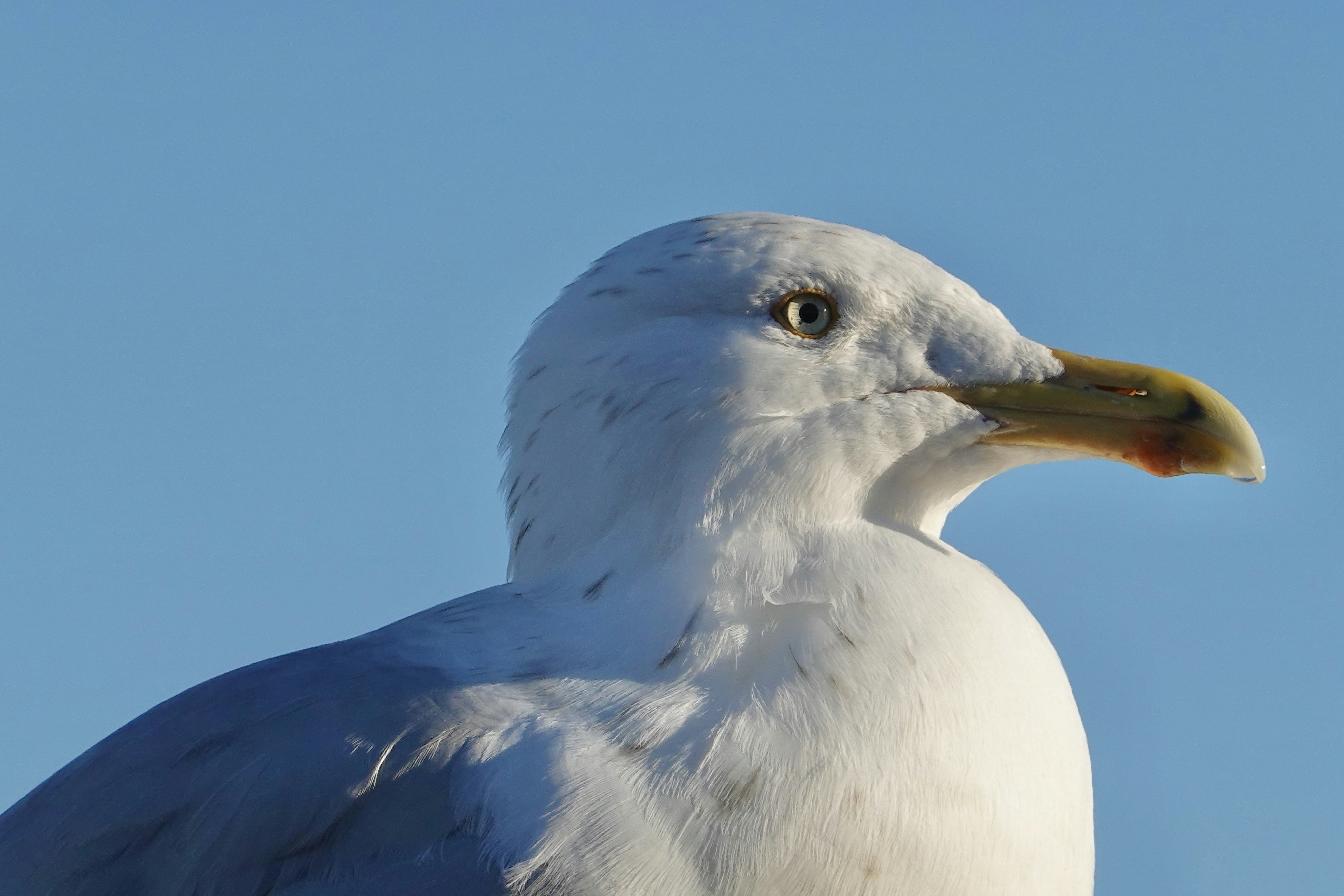 Bold seagull head and beak fill the frame with a blue sky backdrop. This image is a high-resolution photograph capturing detail and texture in the plumage.