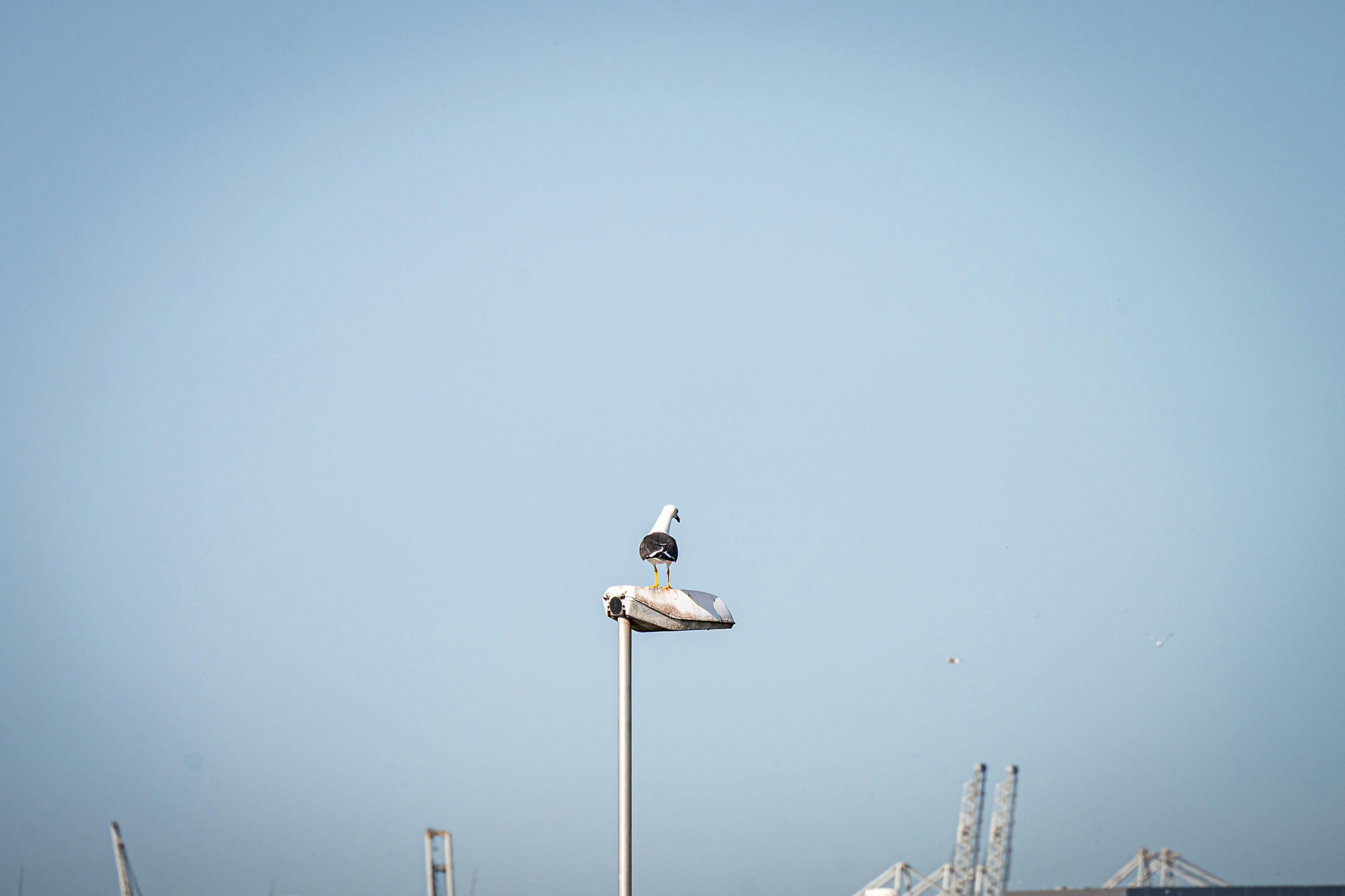 Lone Seagull Sentinel on a Pier Light