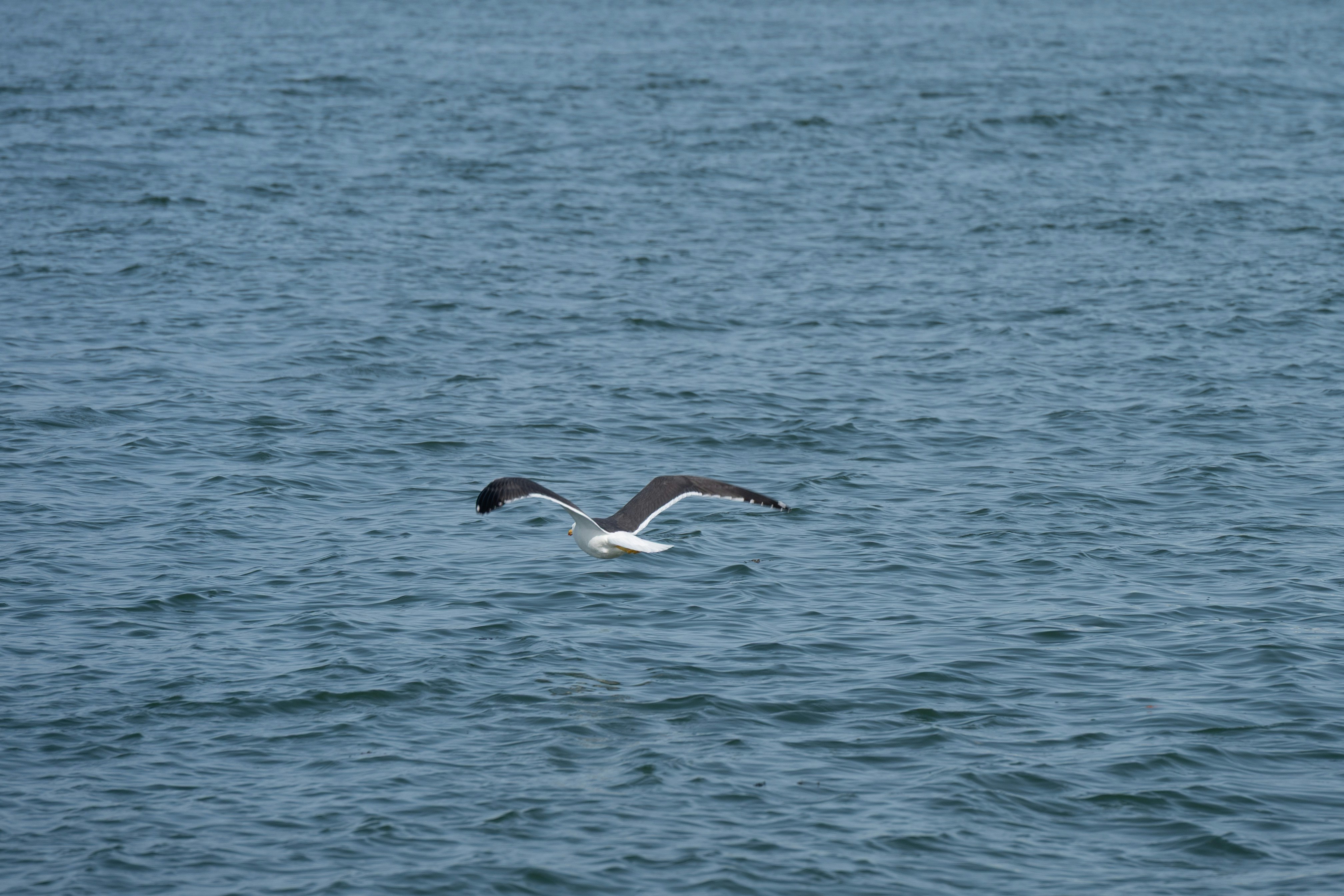 Winged Glide over Aegean Blues