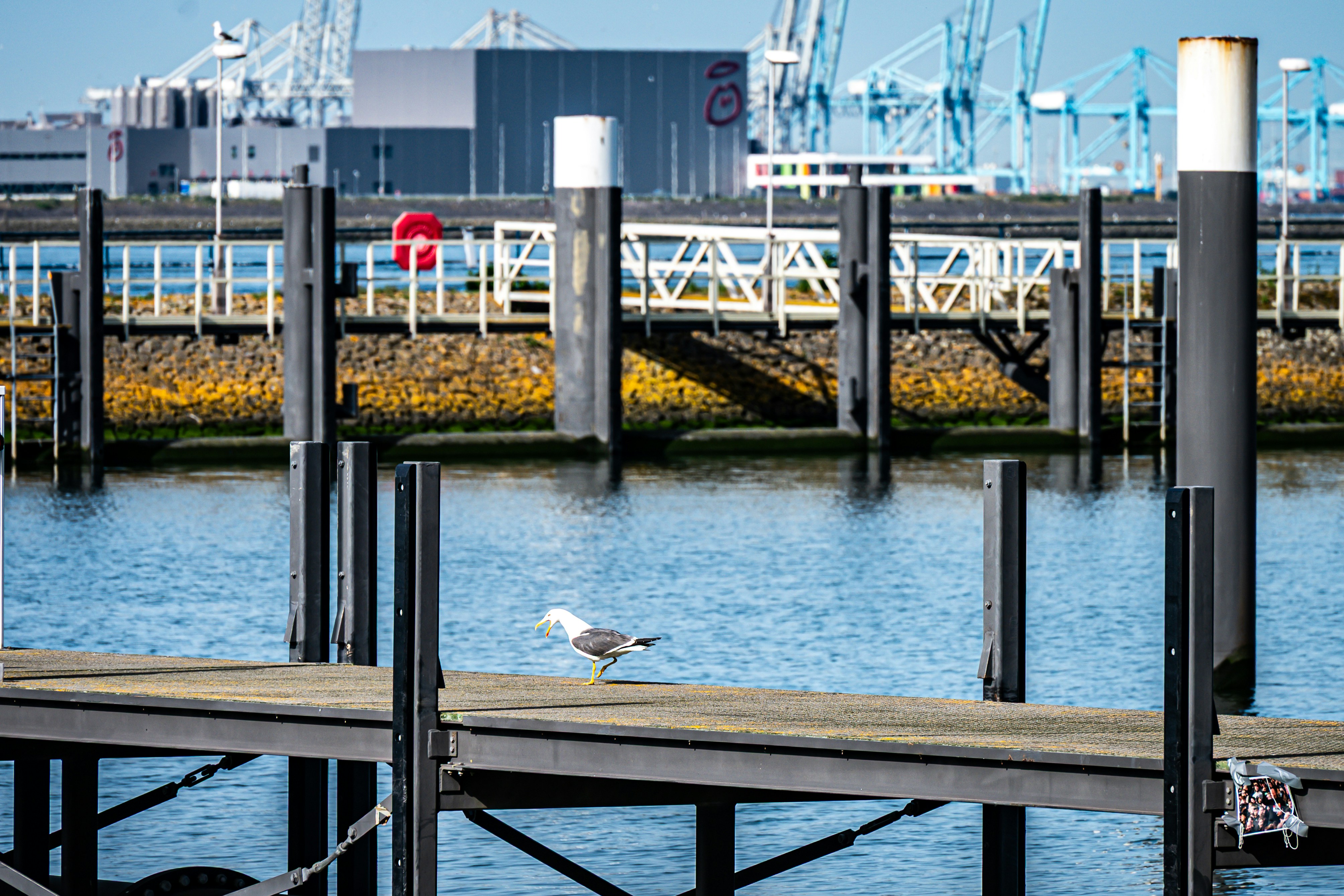 Seagull Sentinel over a Quiet Marina Dock