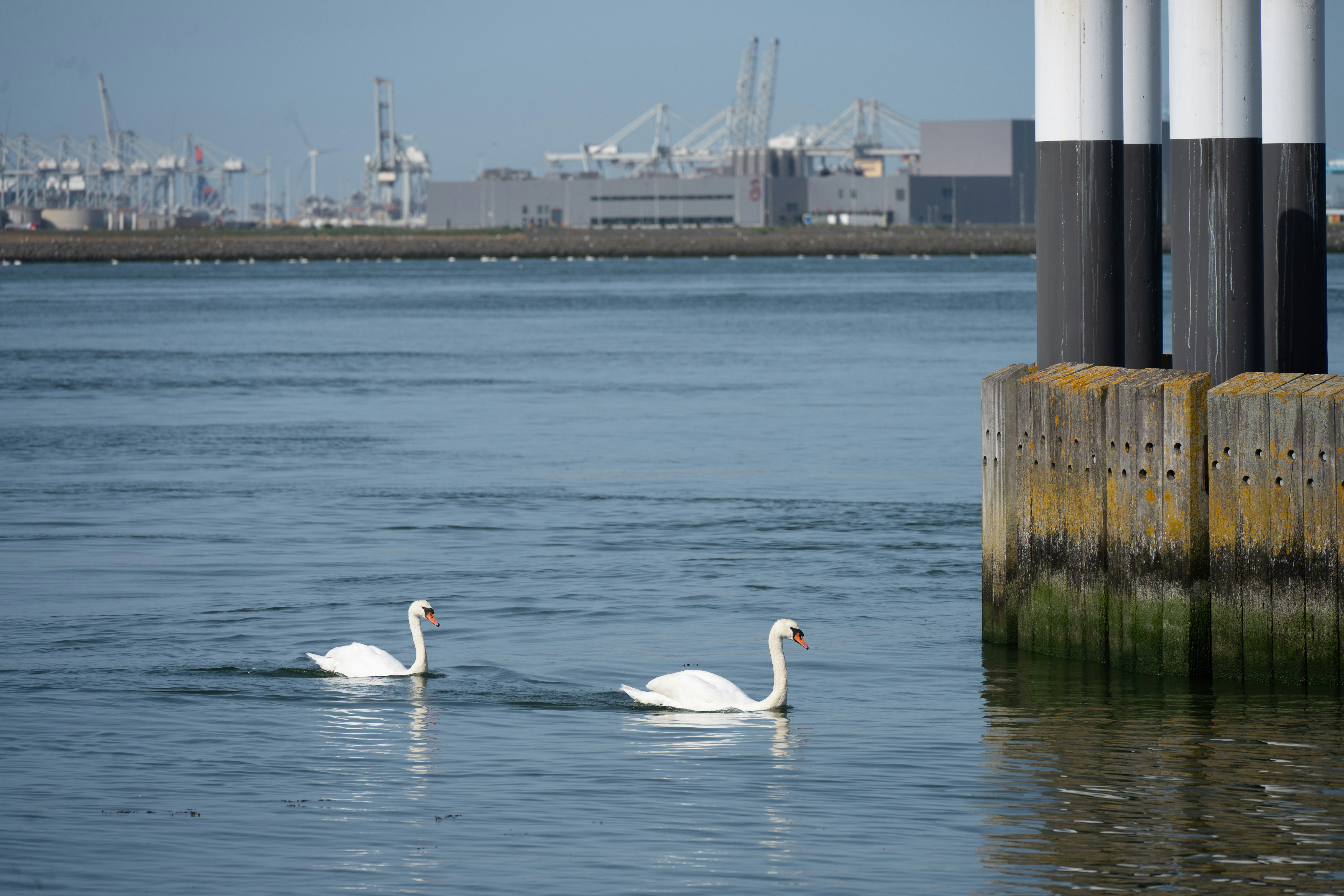 Two Swans Gliding by Industrial Hues