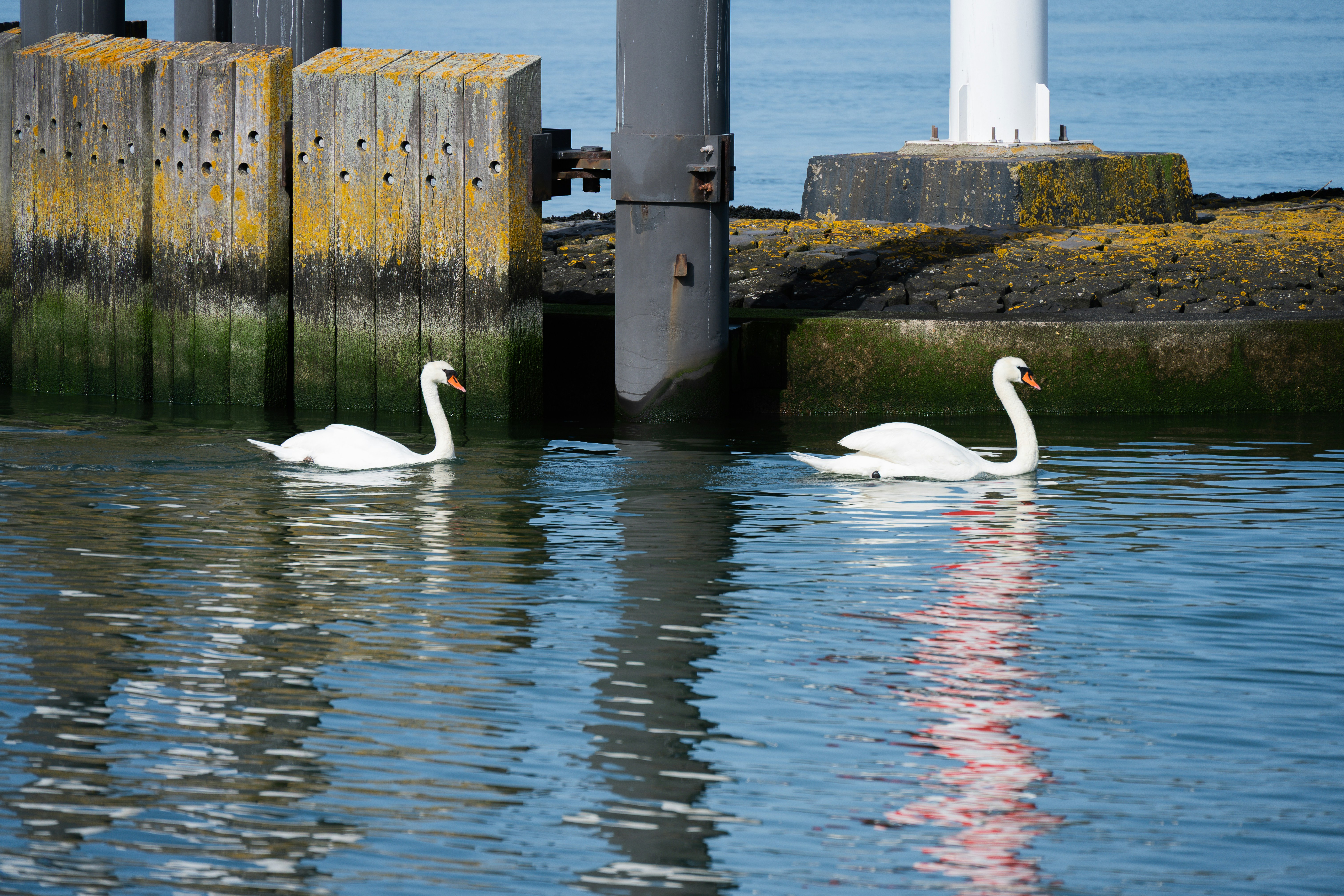 Twin Swans at the Dock: Quiet Exchange Over Calm Waters