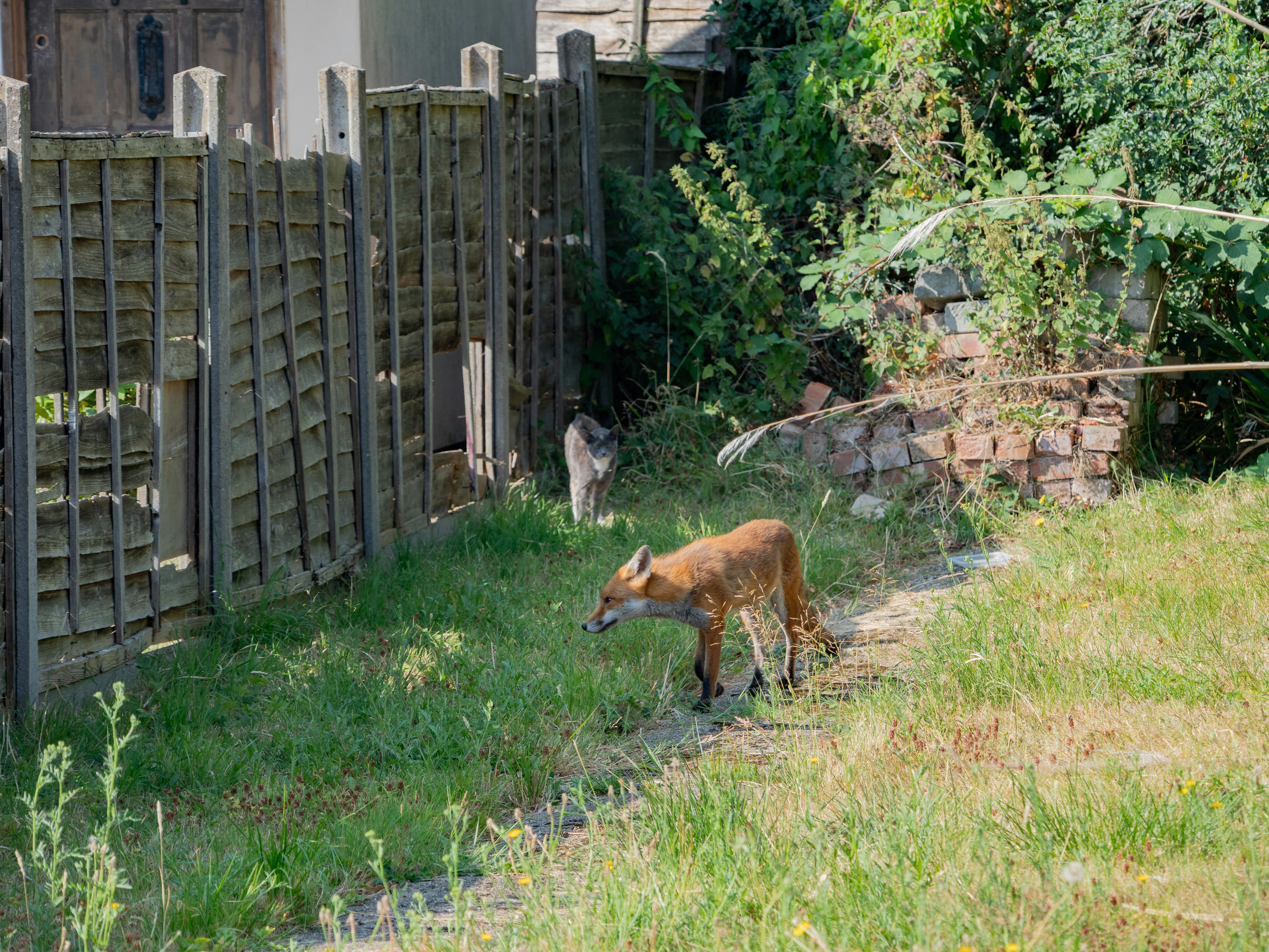 Copper Hound Among Aged Planks and Garden Shadows
