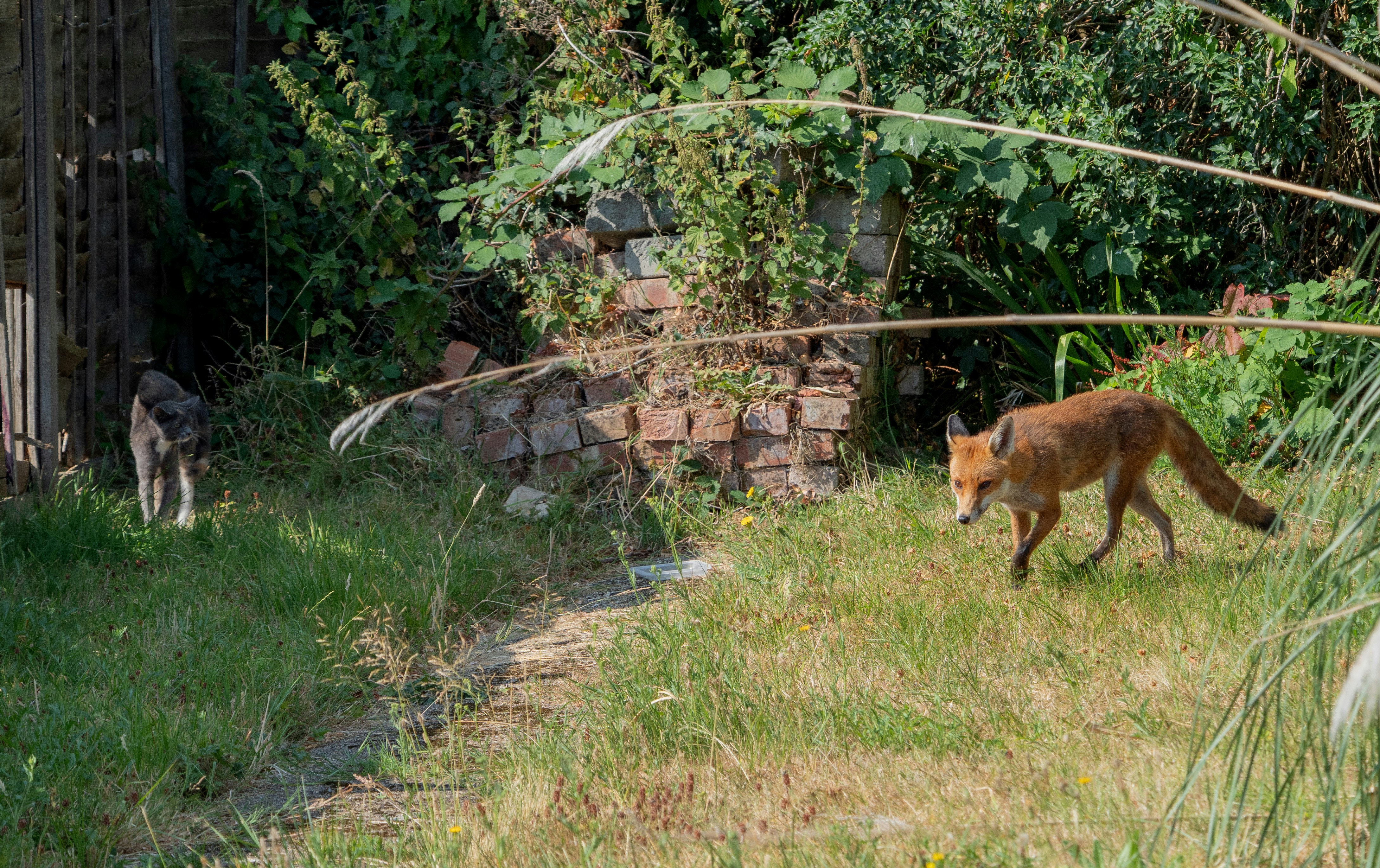 Fox on the Move: A Sunlit Chase Across a Brambled Yard