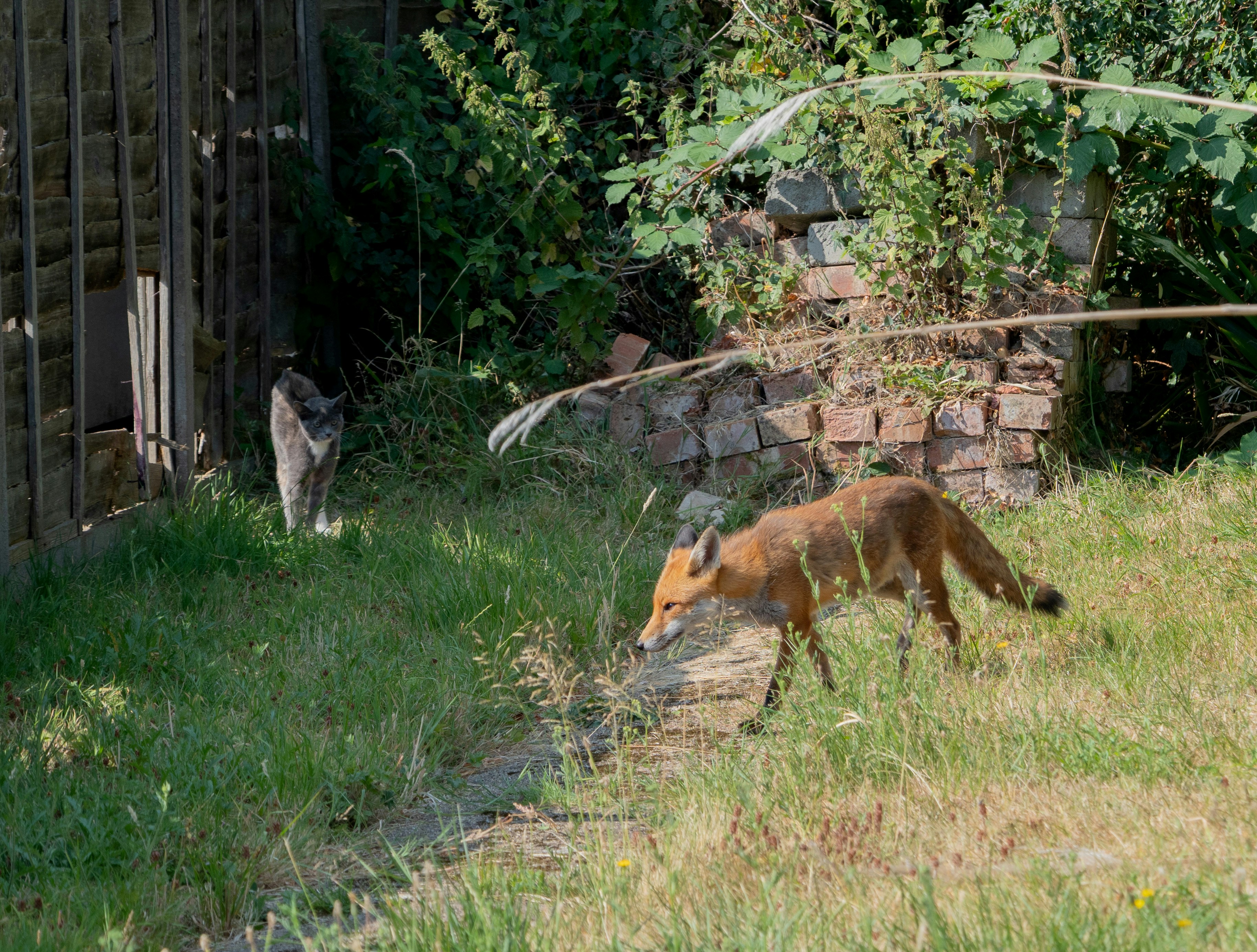 Low-Angle Chase: Fox Patrol Along a Brick Wall