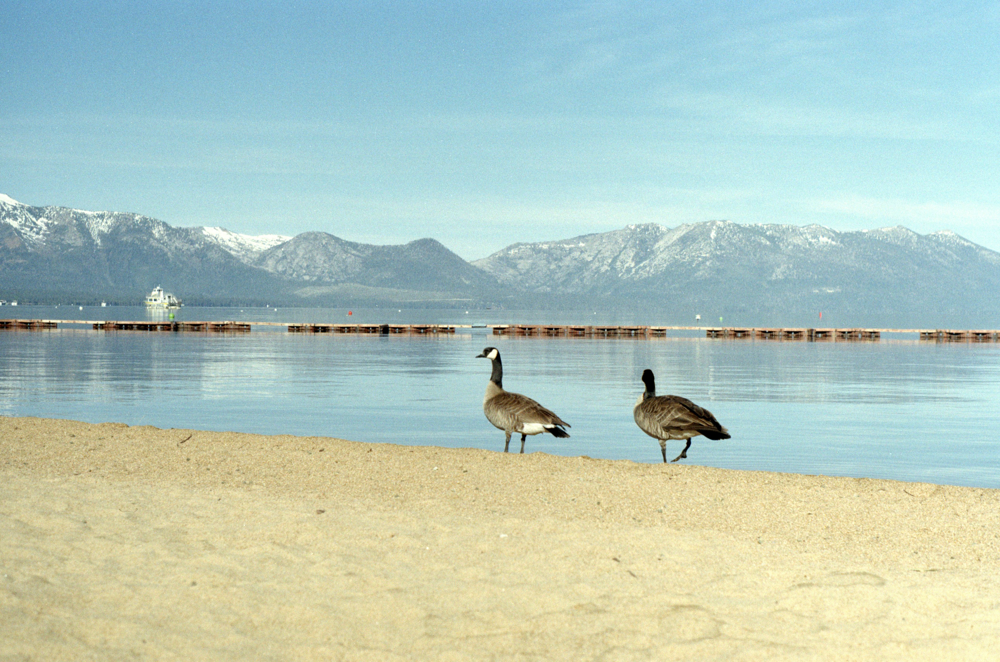 Two geese on a sandy beach with snowy mountains.
