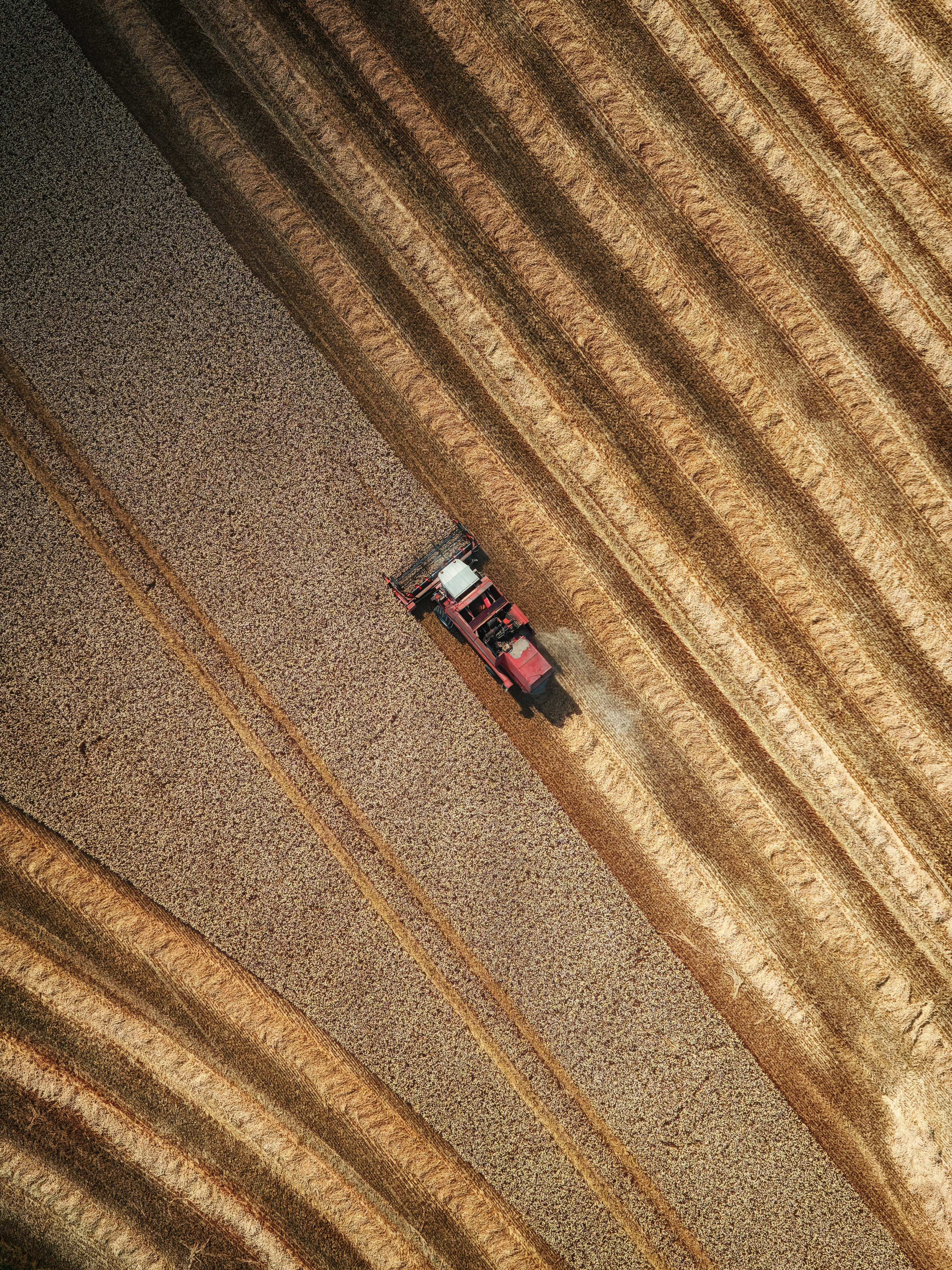 Harvest Drive: A lone red tractor carves a wake through amber fields