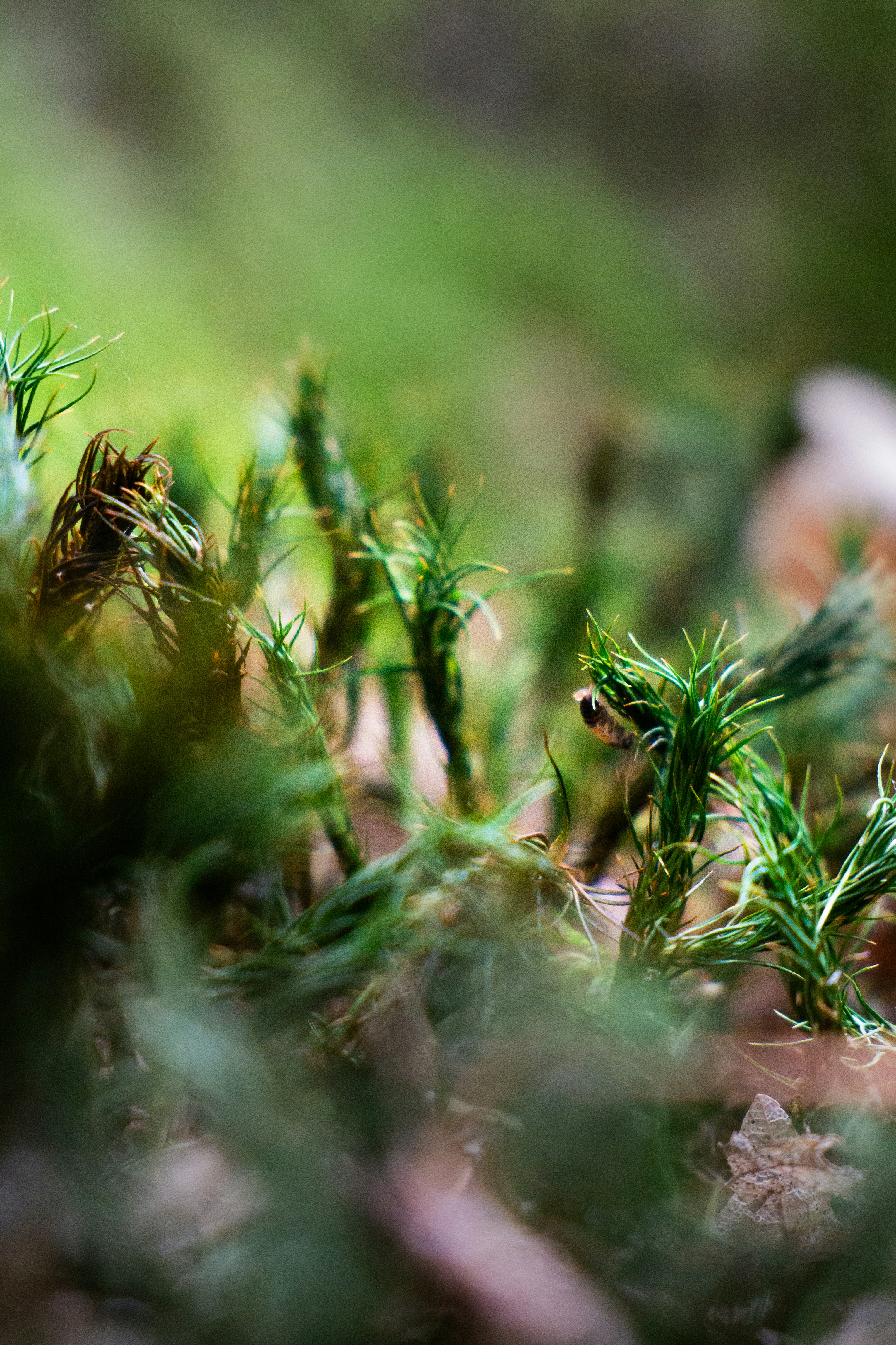 Emerald Fronds in Focus: A Close-Up of Quiet Forest Greenery