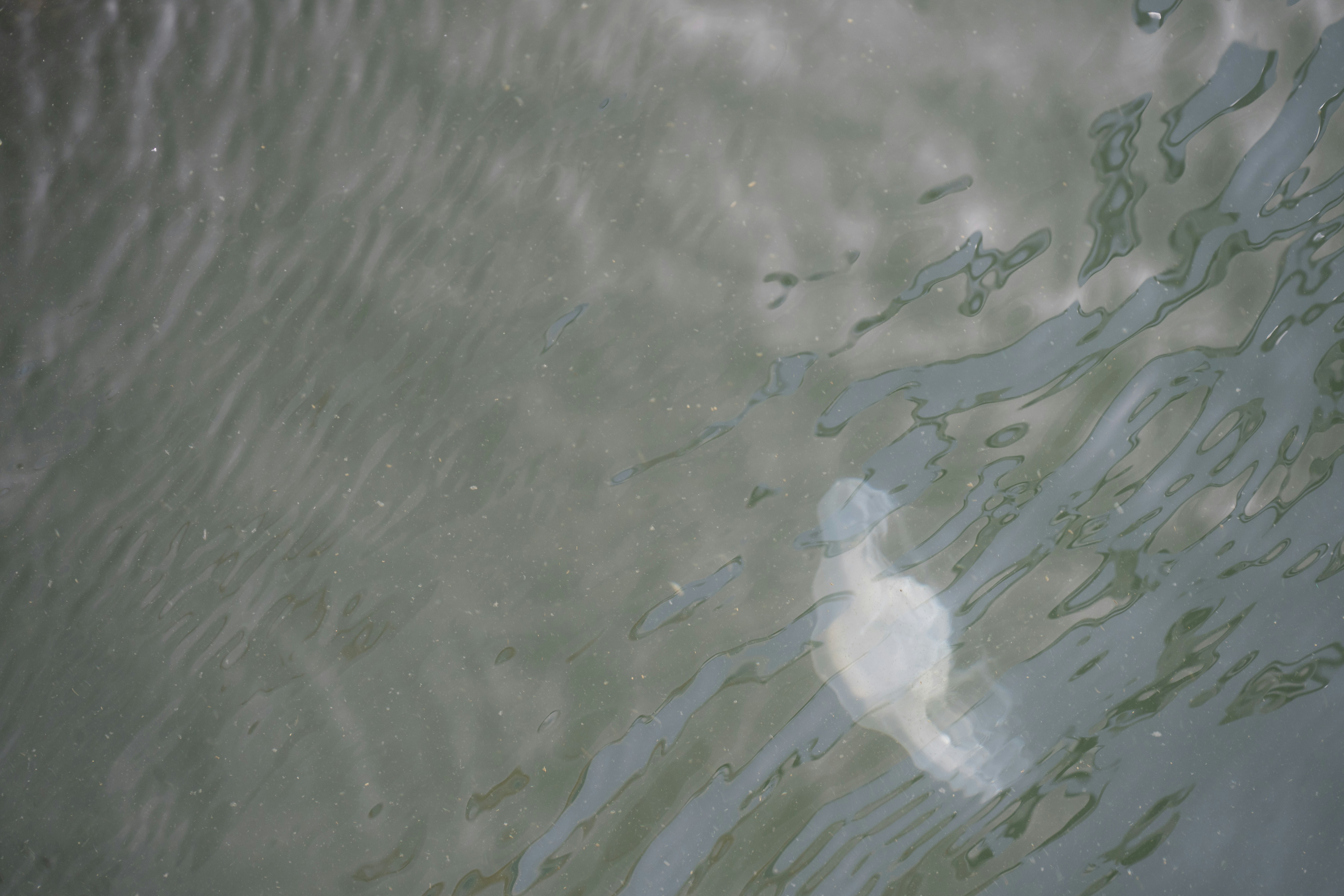 Submerged Luminescence: a translucent form drifting beneath rippled surface