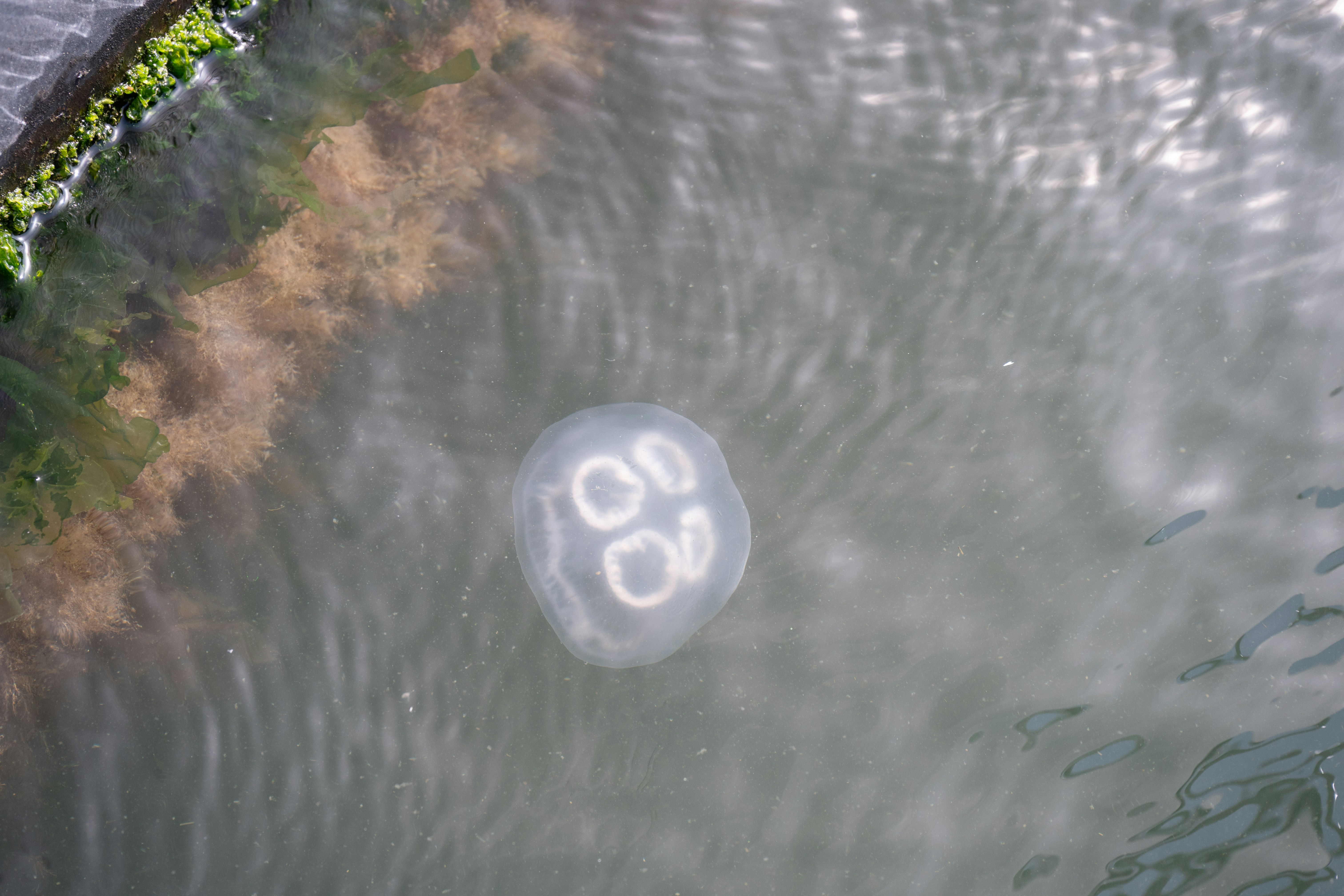 Floating Lantern: A Jellyfish Drifts in Quiet Waters