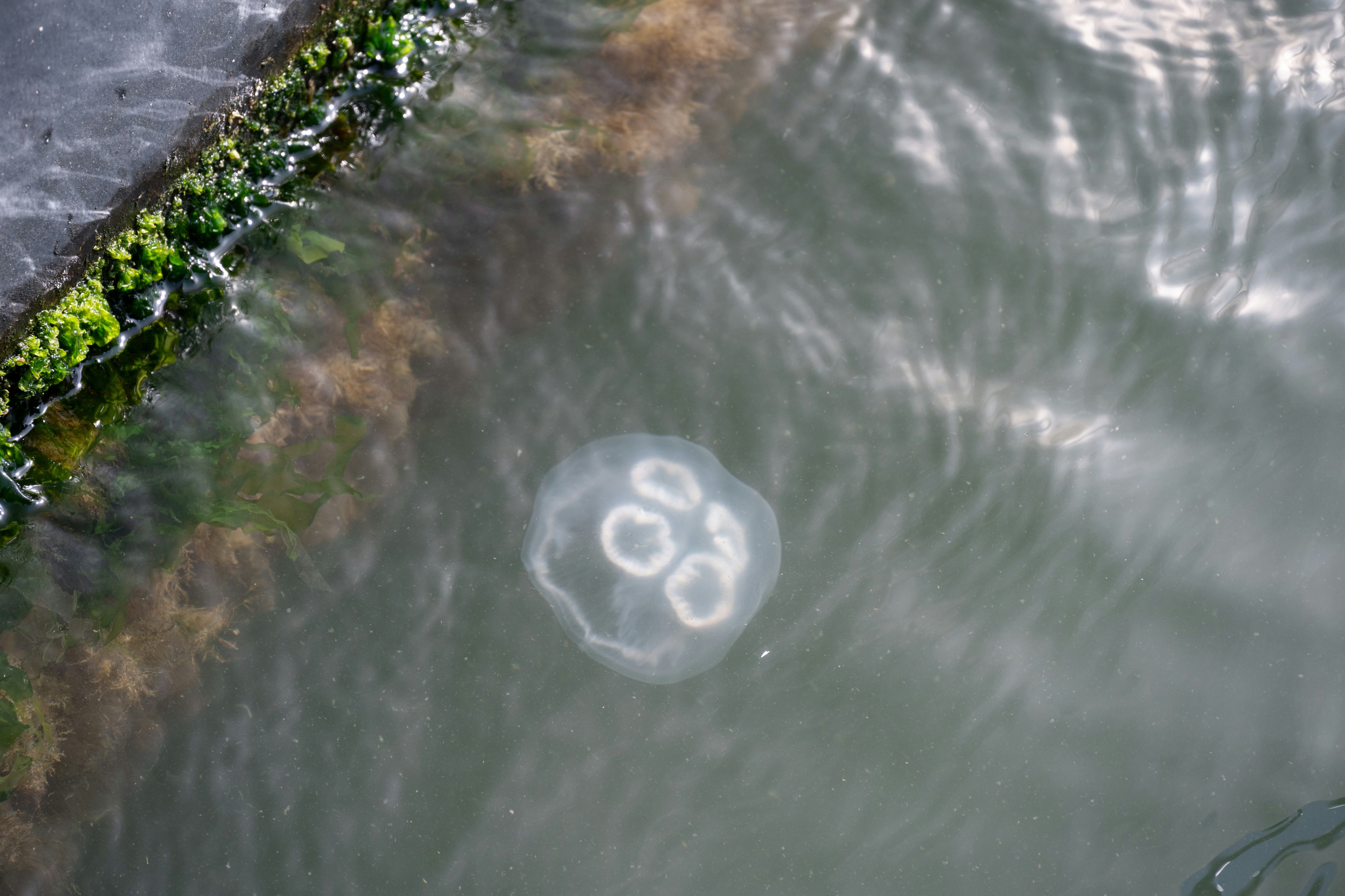 Ghostly Bell in Tidal Glass