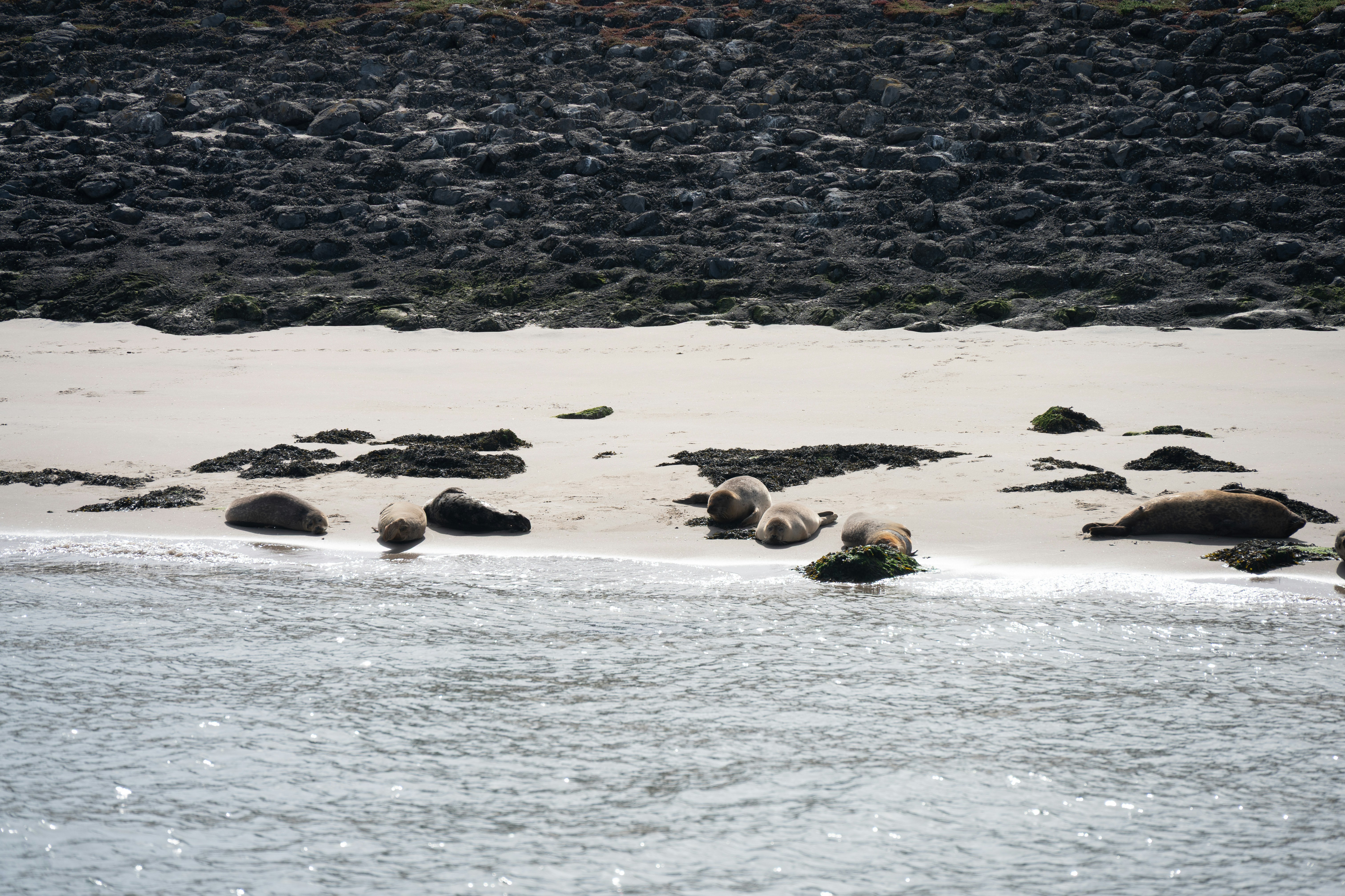 Isolated seals on sunlit shore under a stone jetty